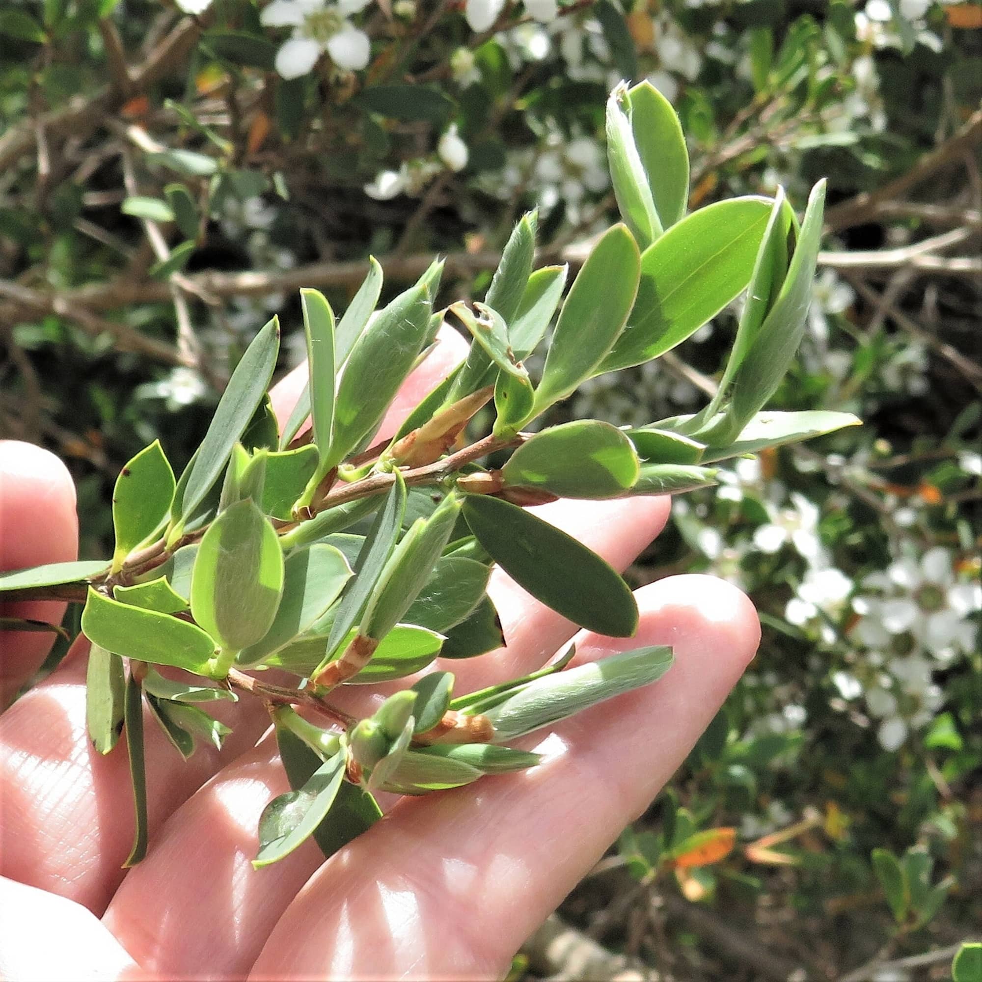 Leptospermum laevigatum (Australian Tea Tree) – Ausemade