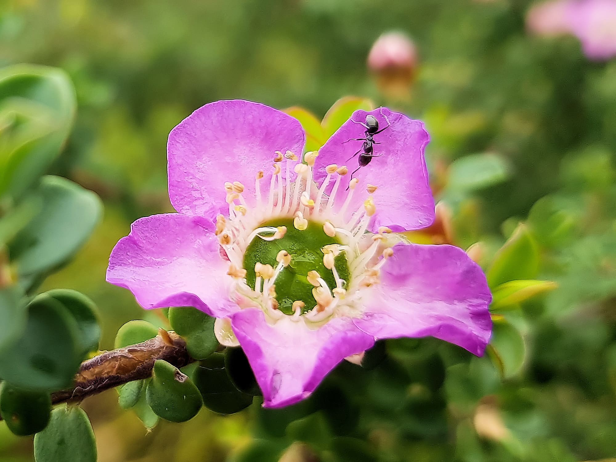 Lavender Queen (Leptospermum rotundifolium) – Ausemade