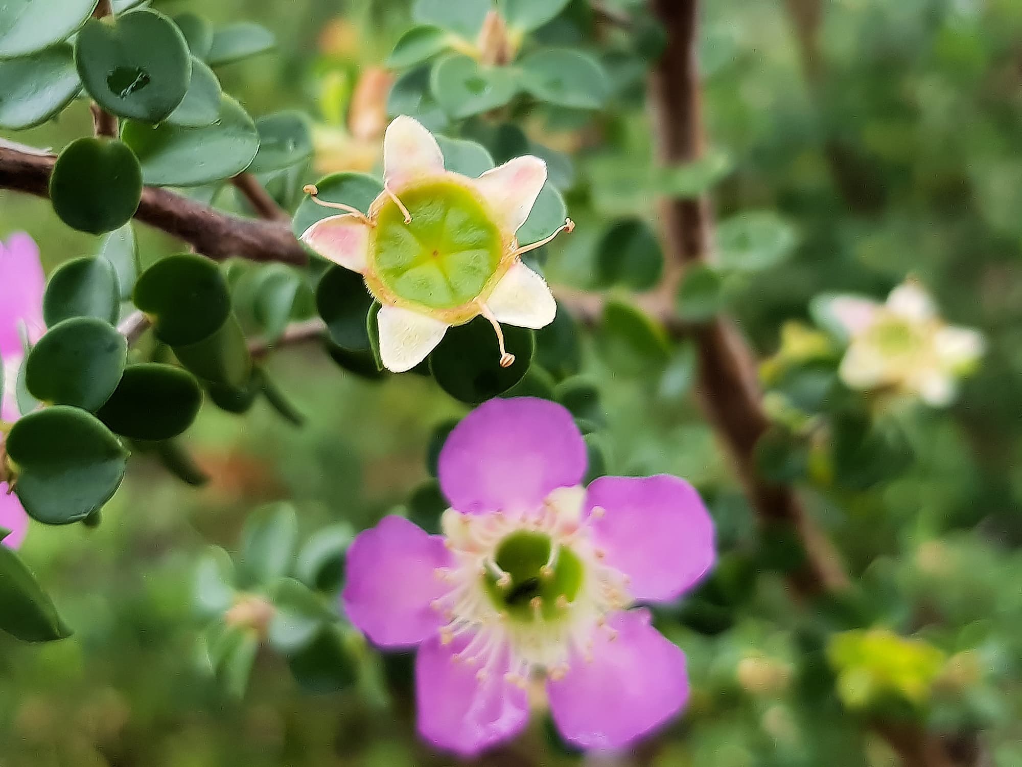 Lavender Queen (Leptospermum rotundifolium) – Ausemade