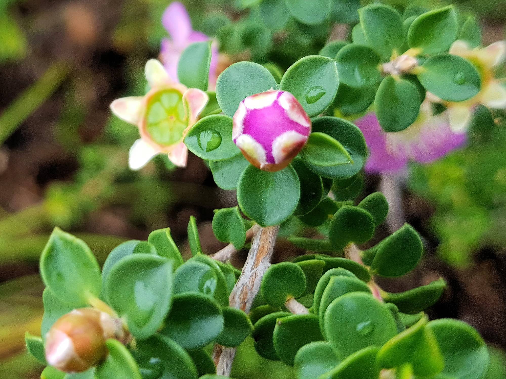 Lavender Queen (Leptospermum rotundifolium) – Ausemade