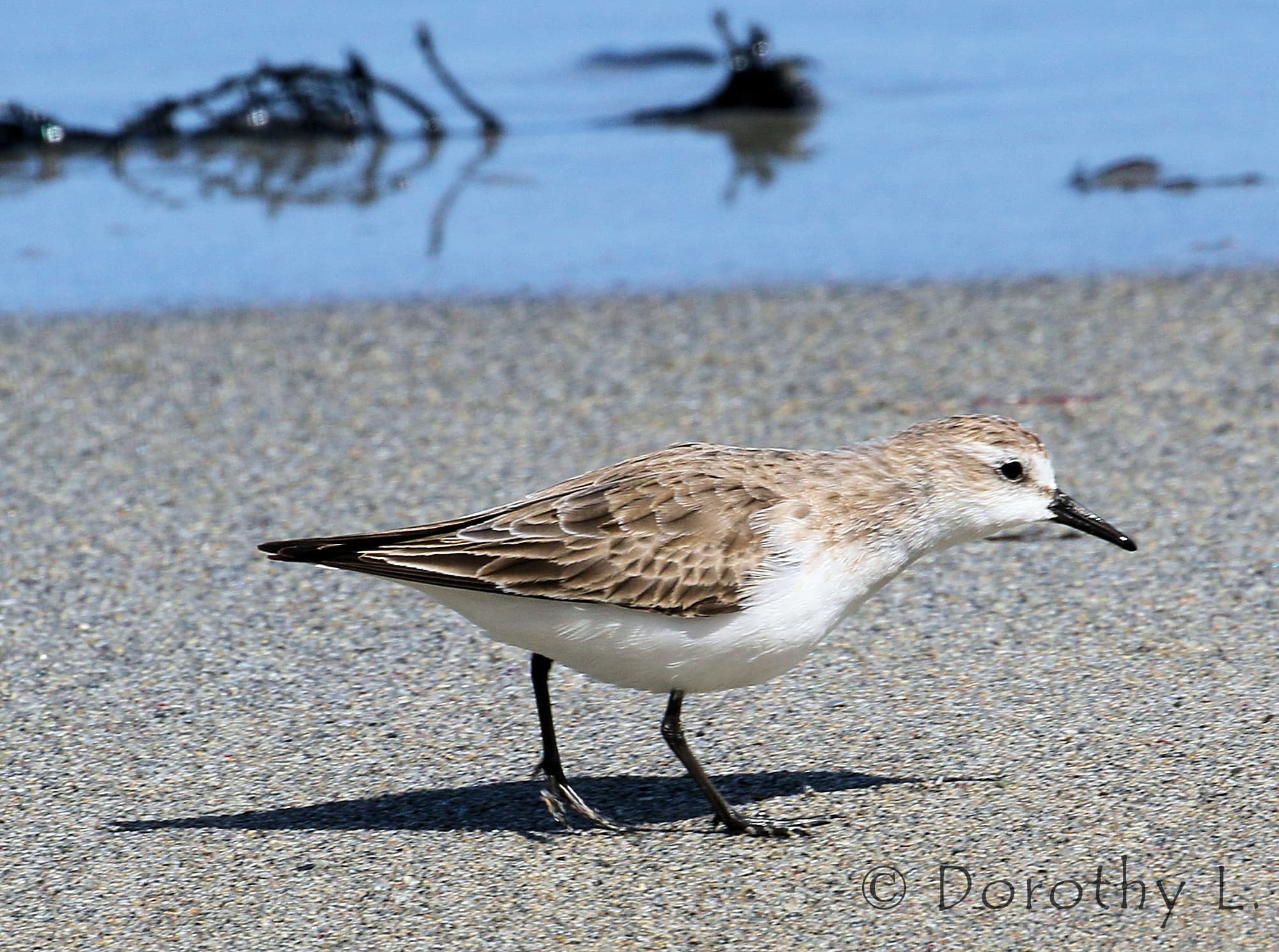 Lesser Sand Plover – Ausemade
