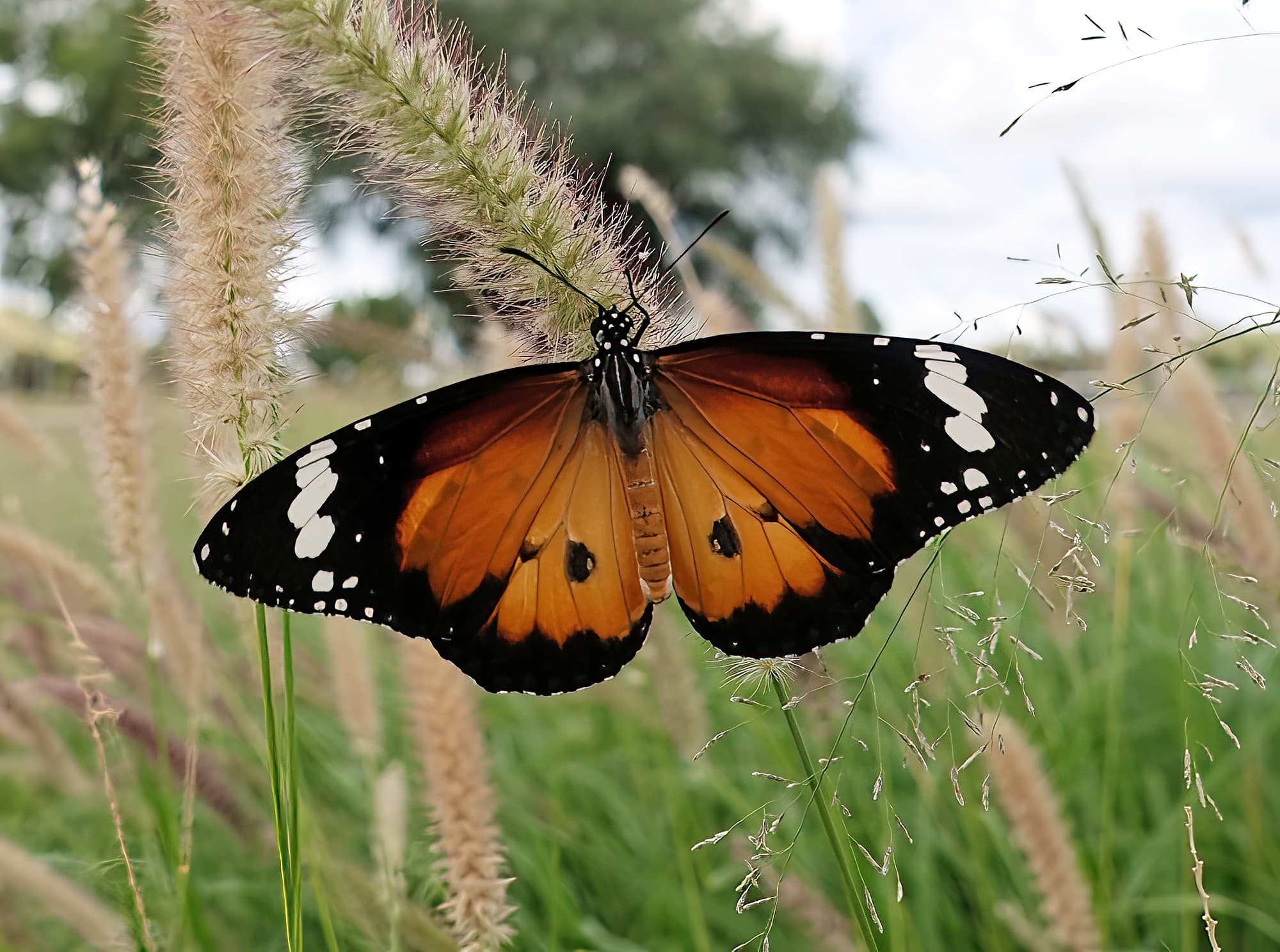 Lesser Wanderer (Danaus petilia) – Ausemade