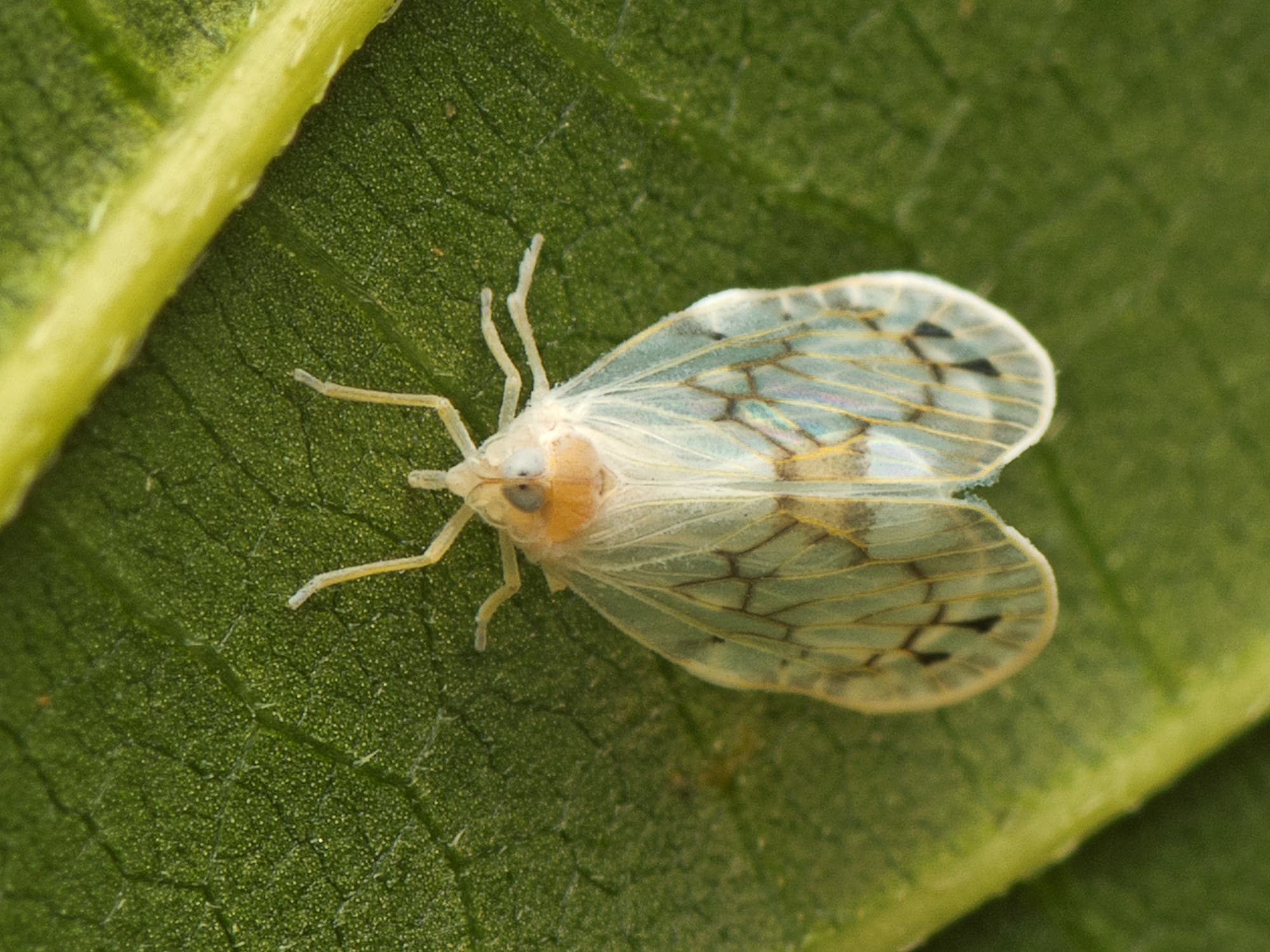 Fulgoromorpha (Planthoppers) – Ausemade