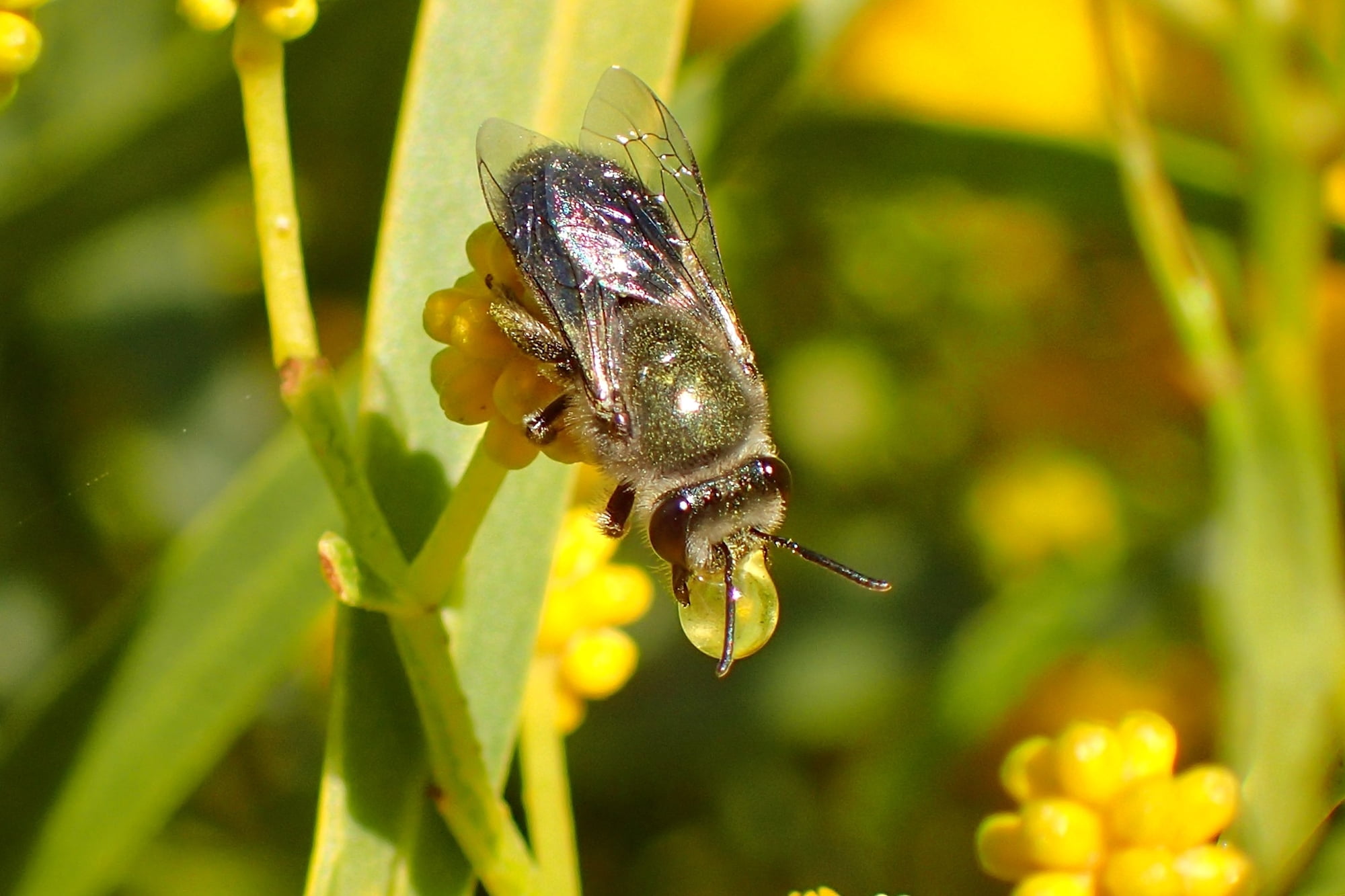 Bubbling Bees – Ausemade