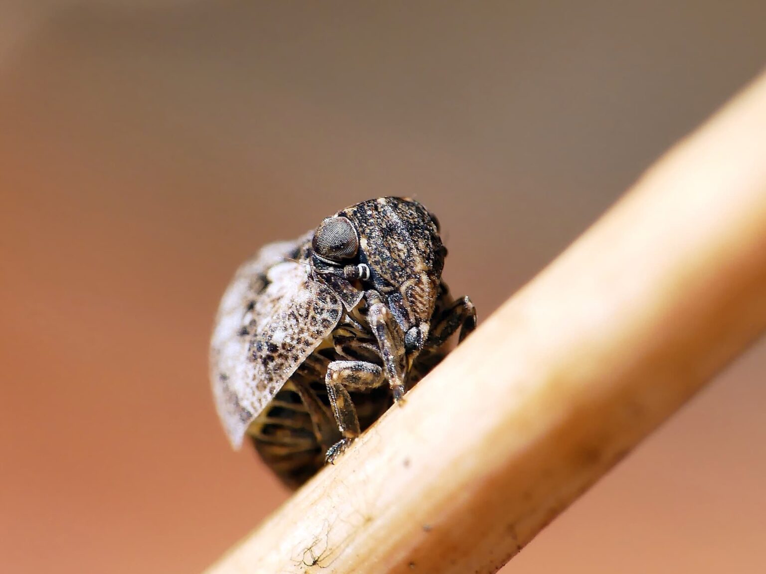 Lipocallia – Ausemade