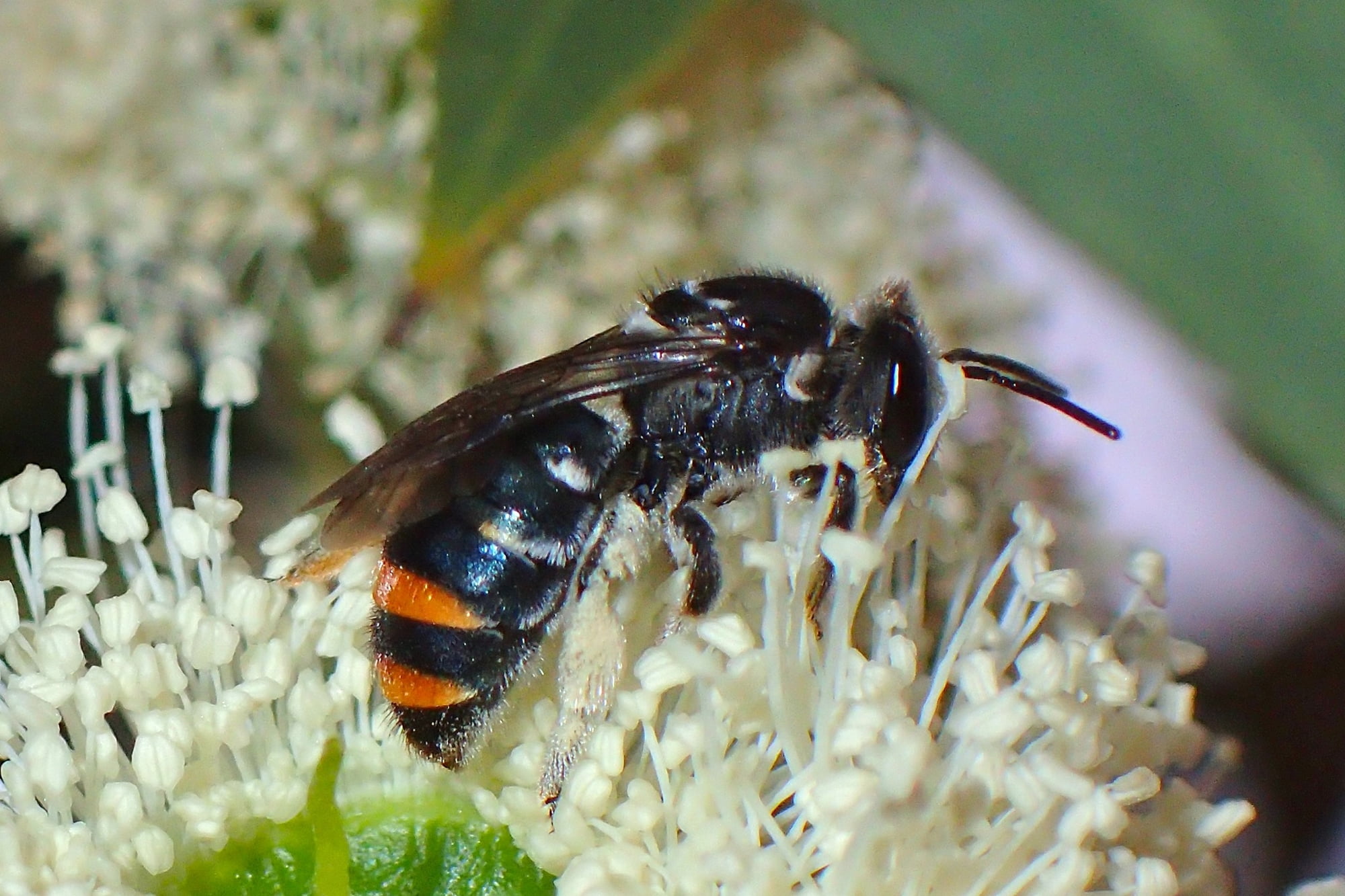 Buzz Pollination – Ausemade