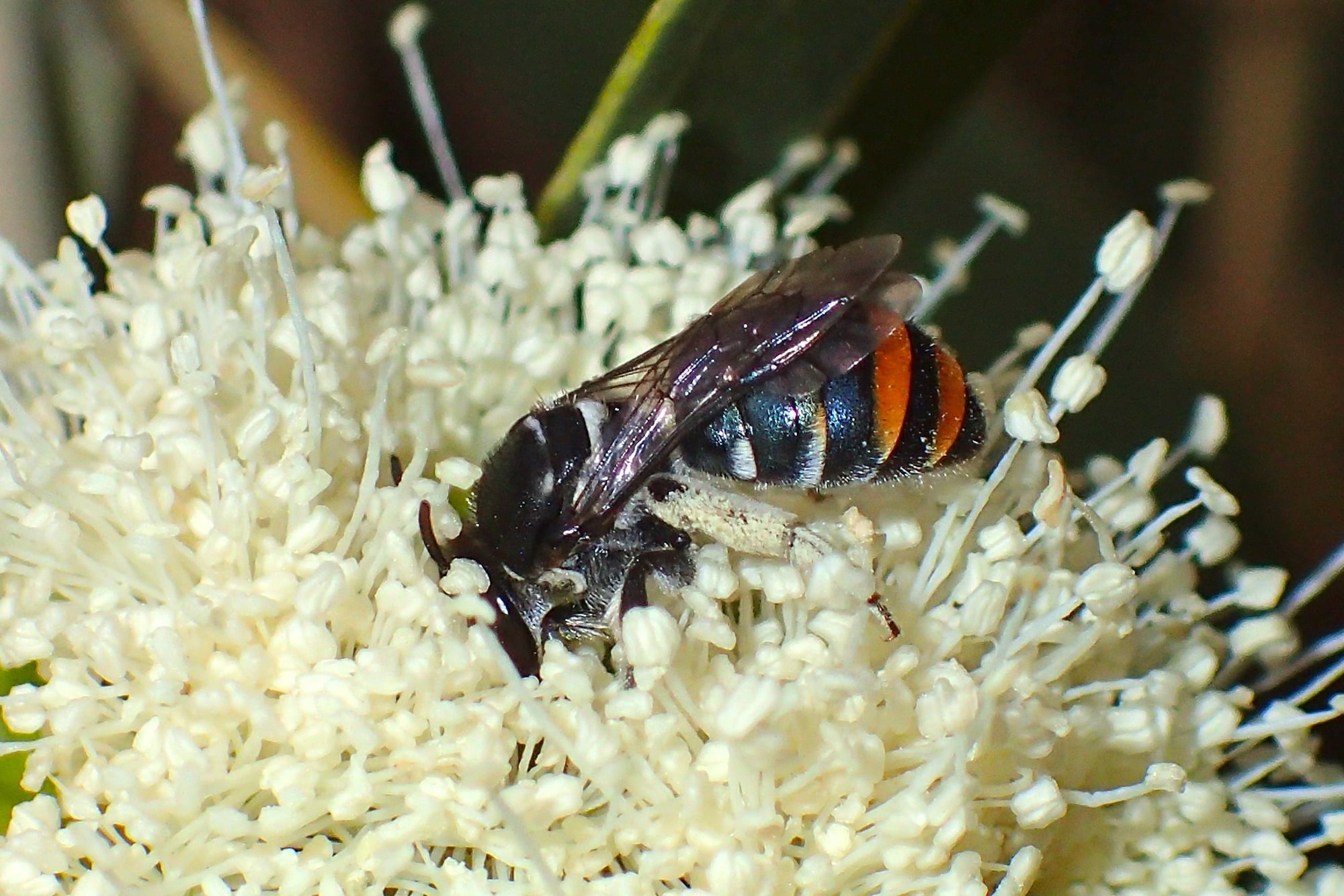 Buzz Pollination – Ausemade