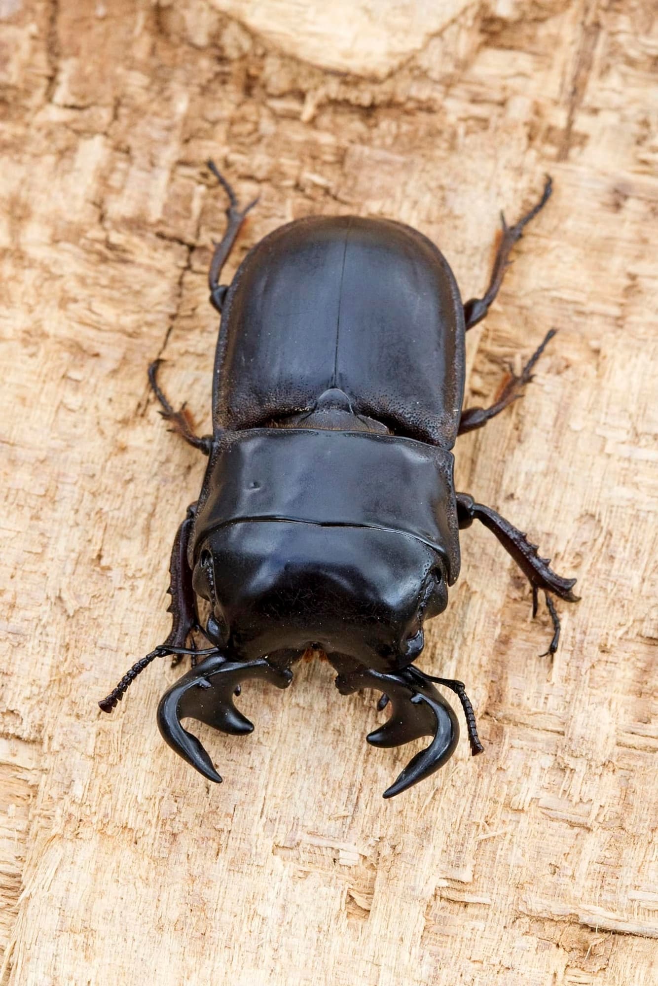 Lissapterus obesus – Ausemade