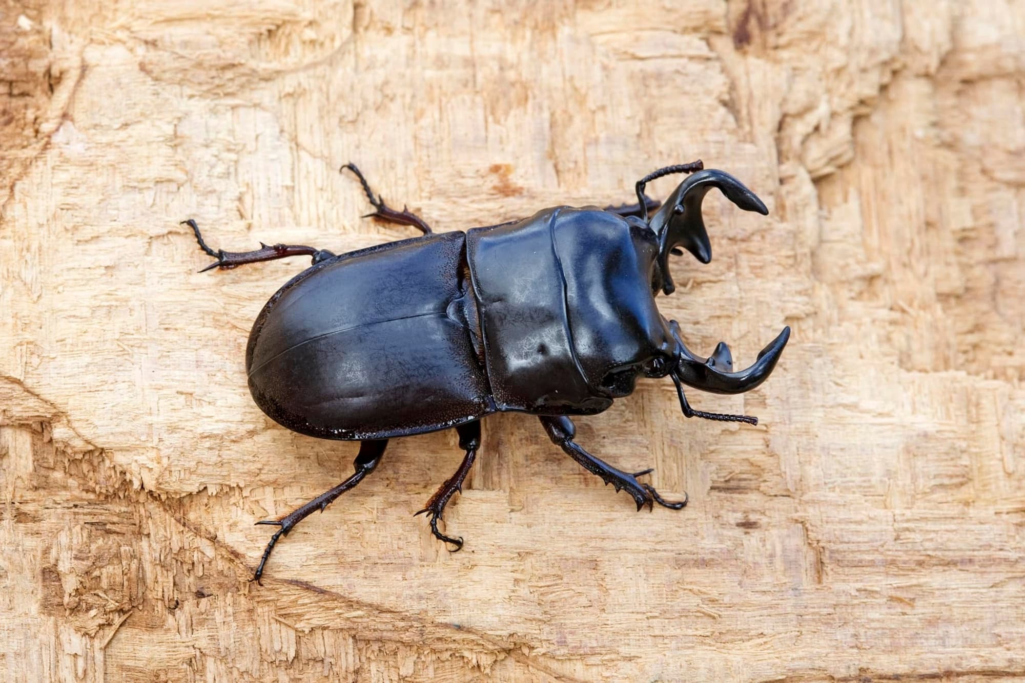 Lissapterus obesus – Ausemade