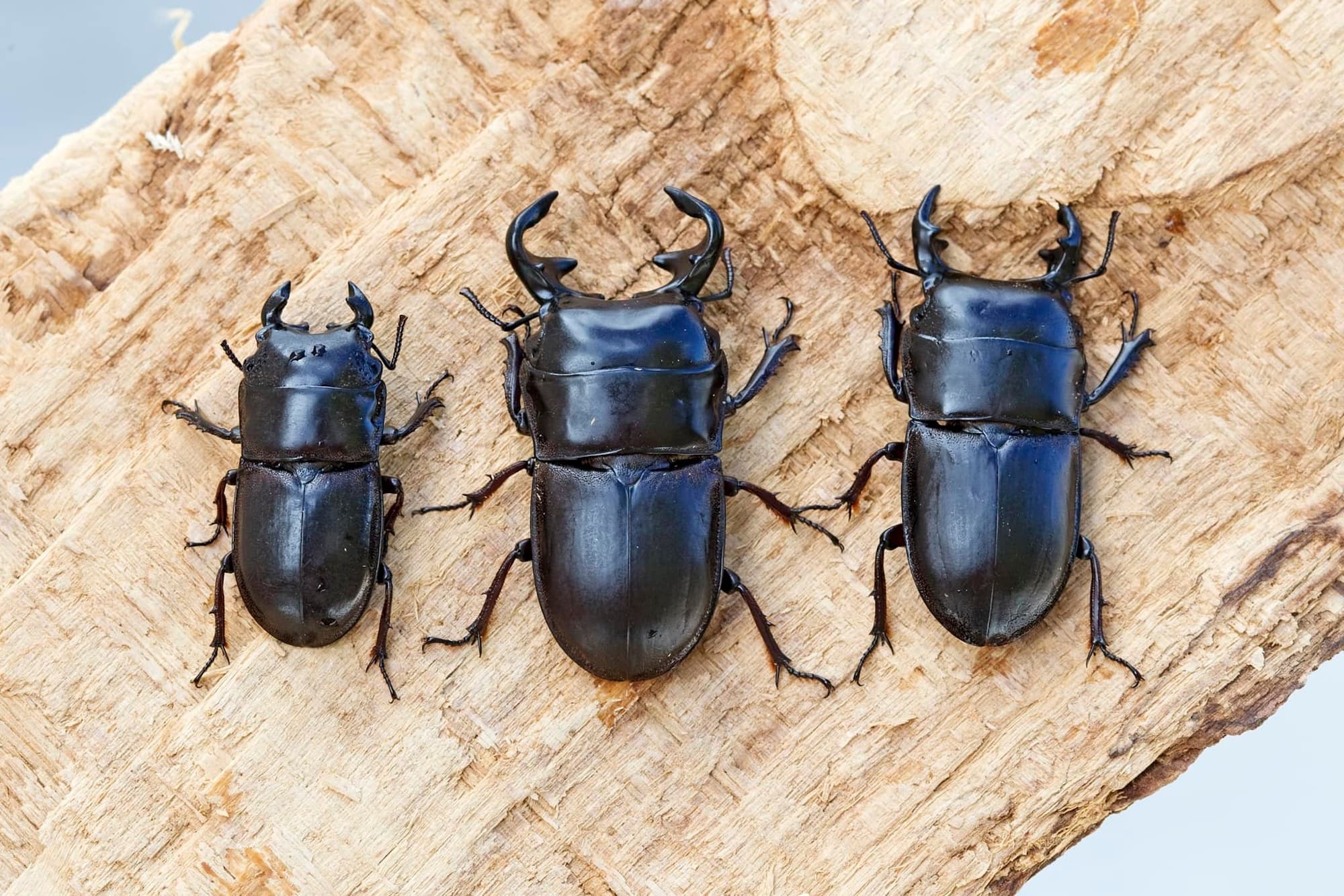 Lissapterus obesus – Ausemade