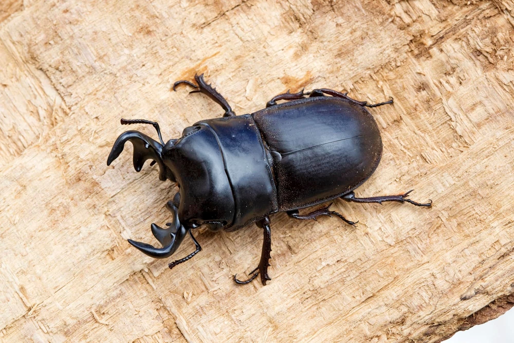 Lissapterus obesus – Ausemade