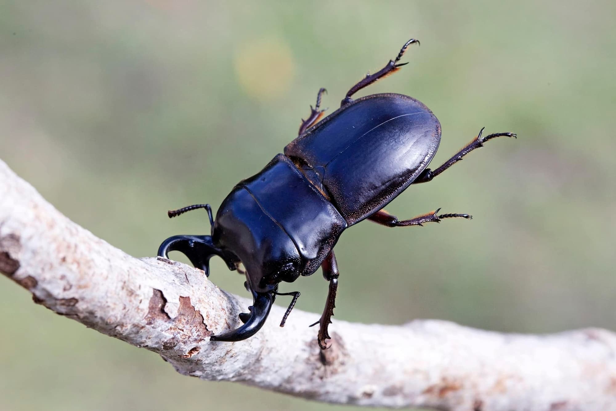 Lissapterus obesus – Ausemade