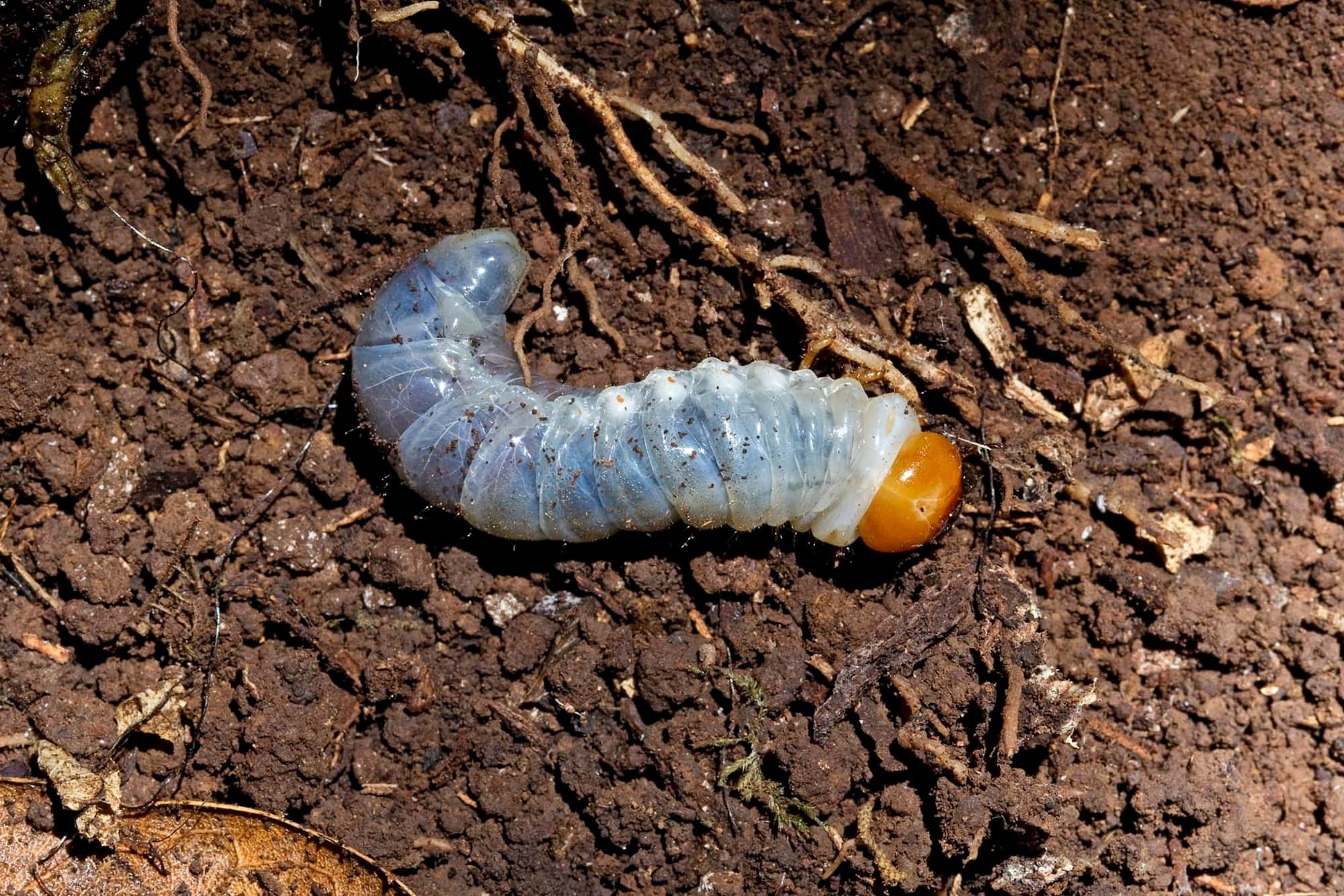 Lissapterus obesus – Ausemade