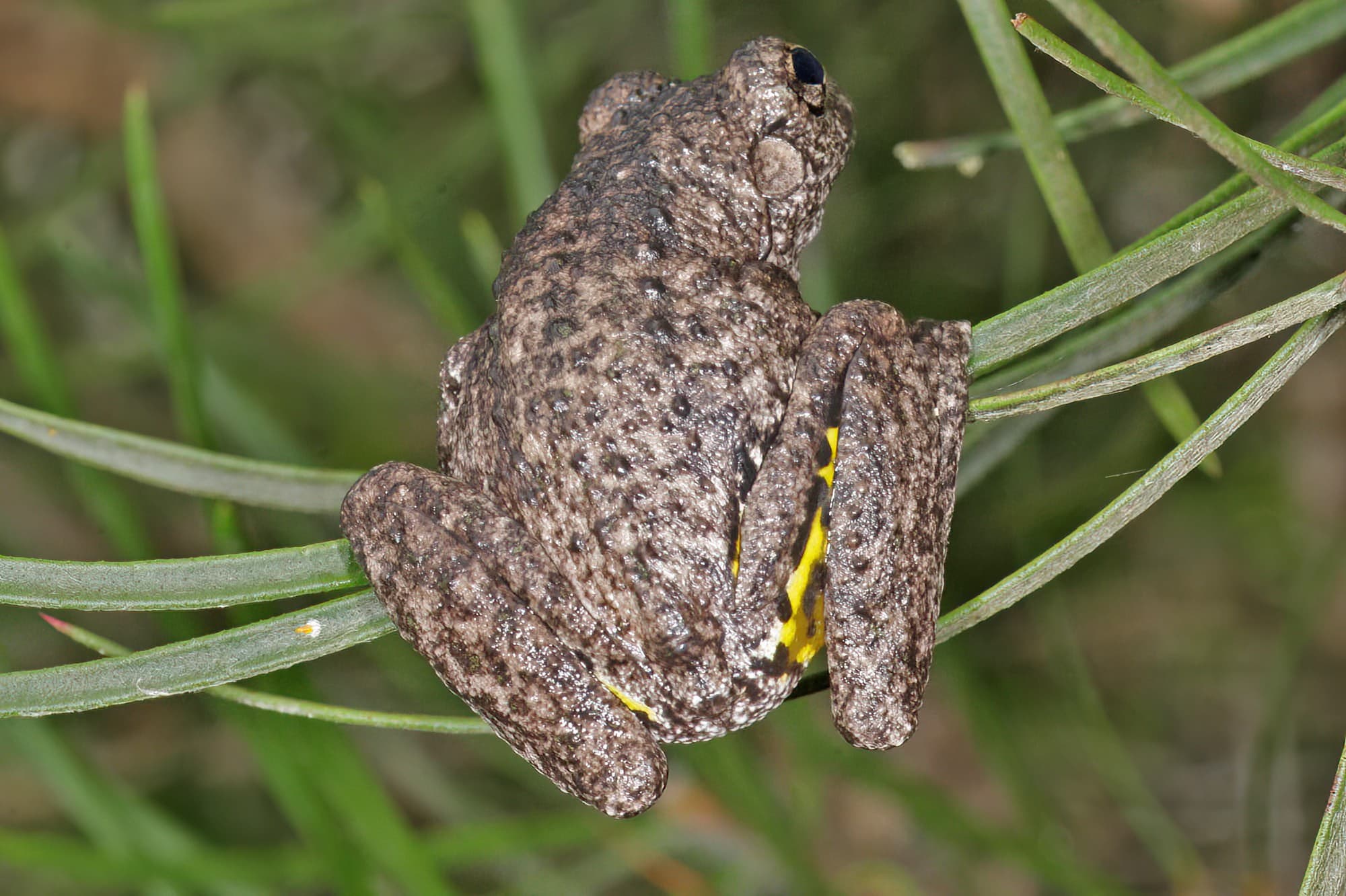 Southern Downs Peron’s Tree Frog – Ausemade