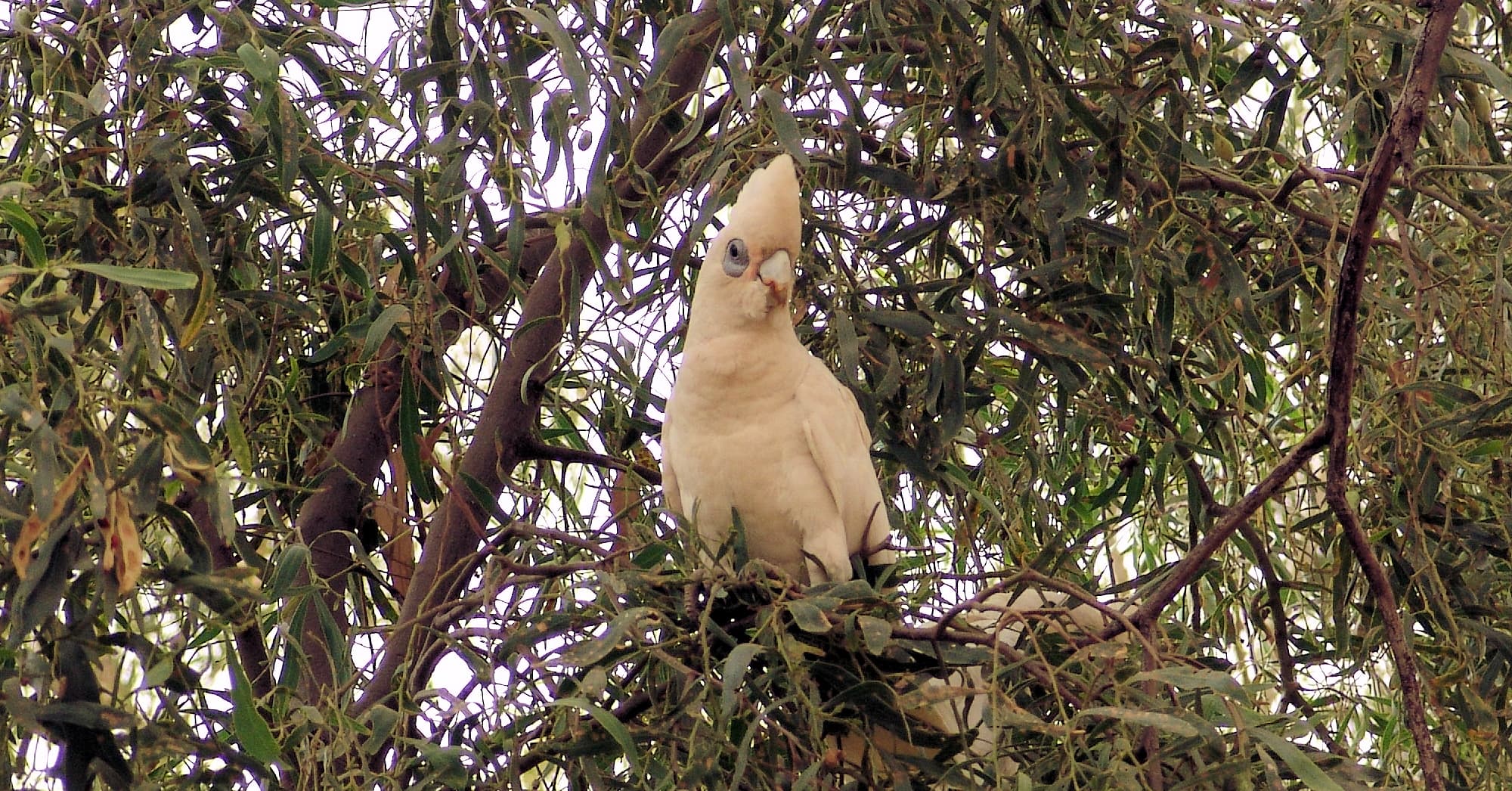 Little Corella – Ausemade