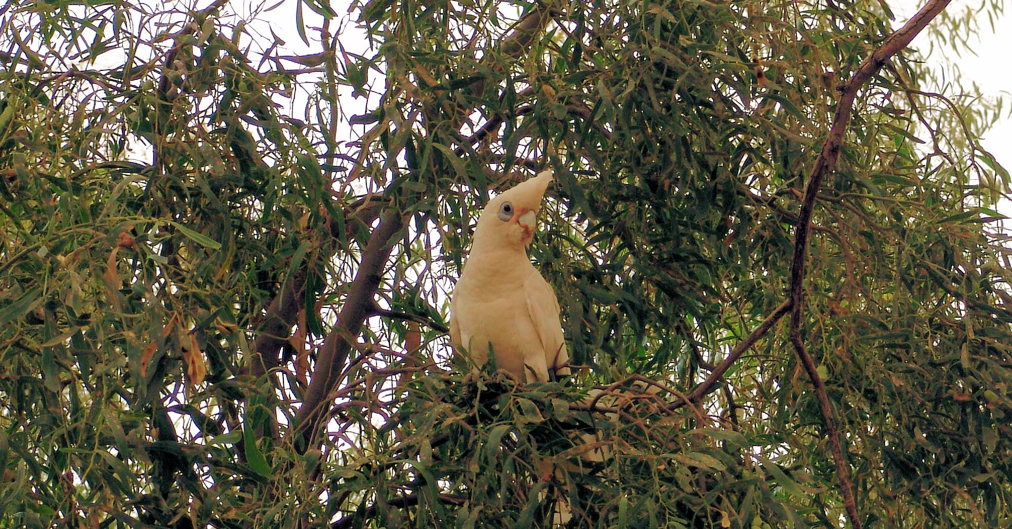 Little Corella – Ausemade