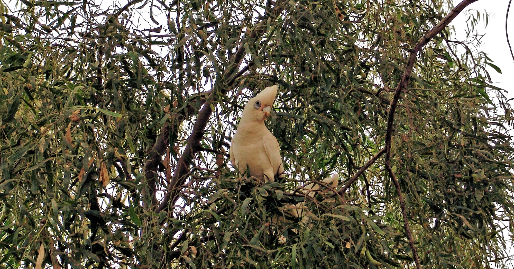 Little Corella – Ausemade