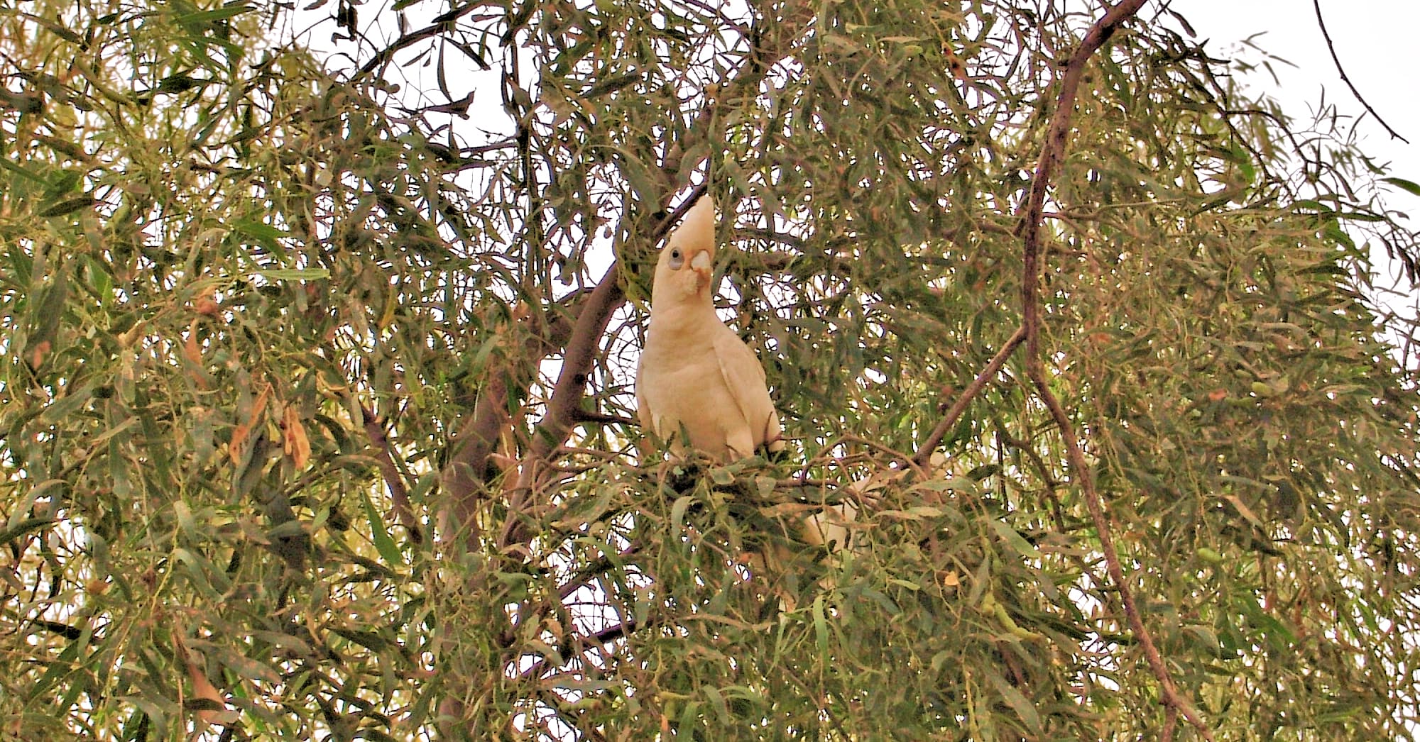 Little Corella – Ausemade