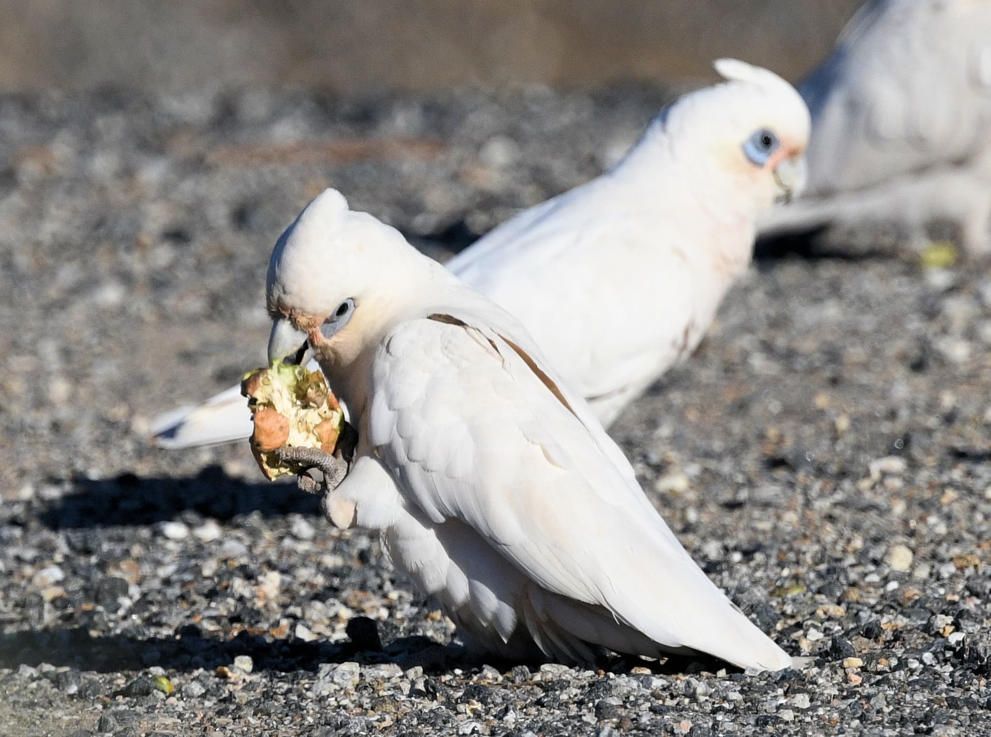 Little Corella at the Ponds – Ausemade