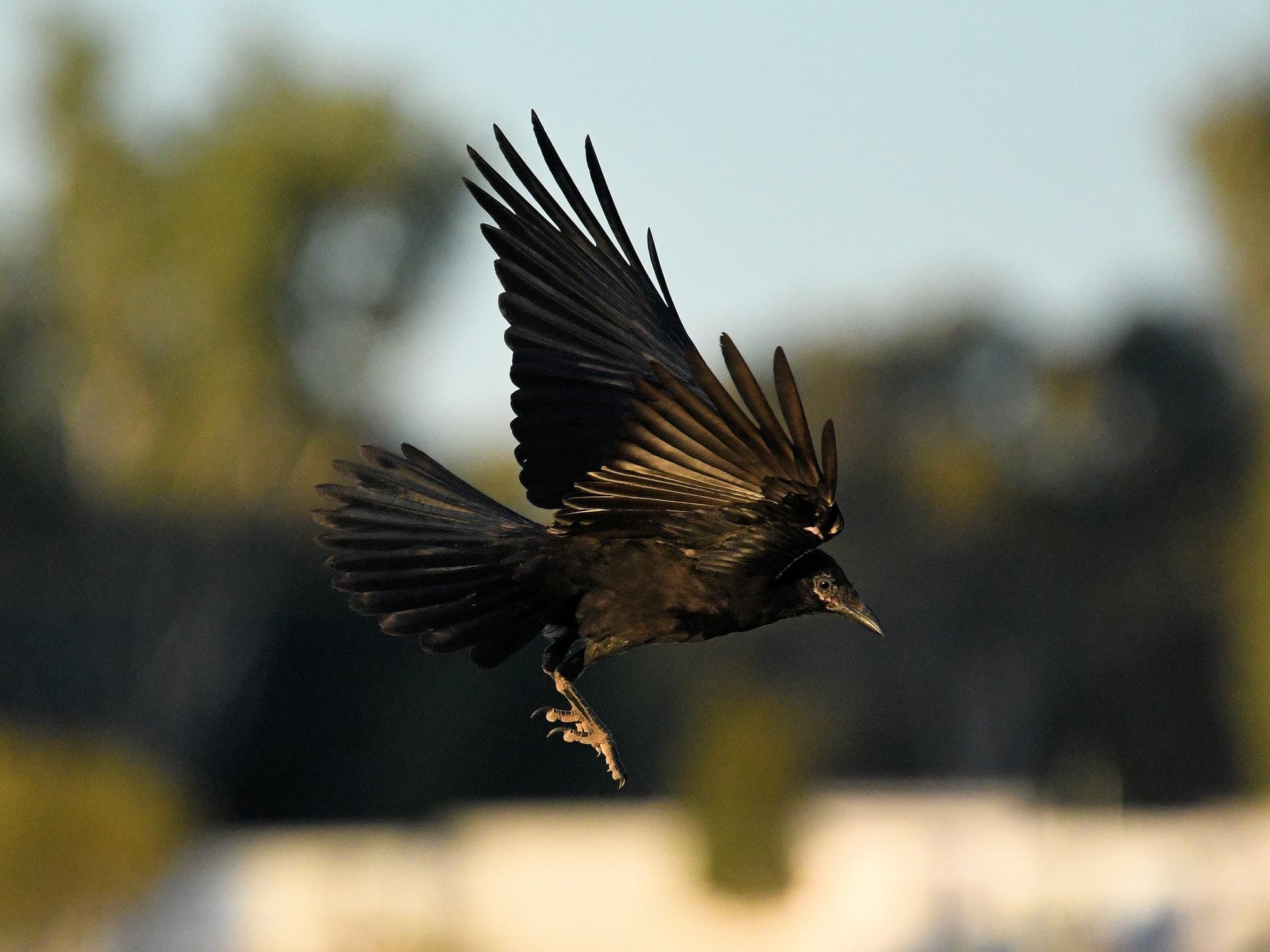 Little Crow at the Ponds – Ausemade