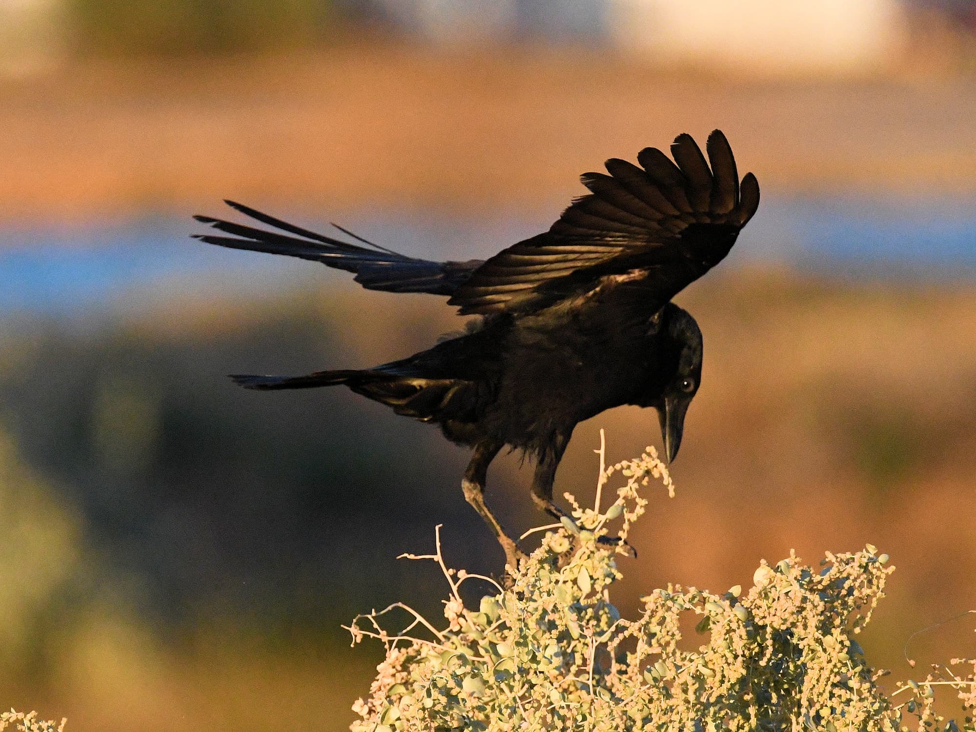 Little Crow at the Ponds – Ausemade