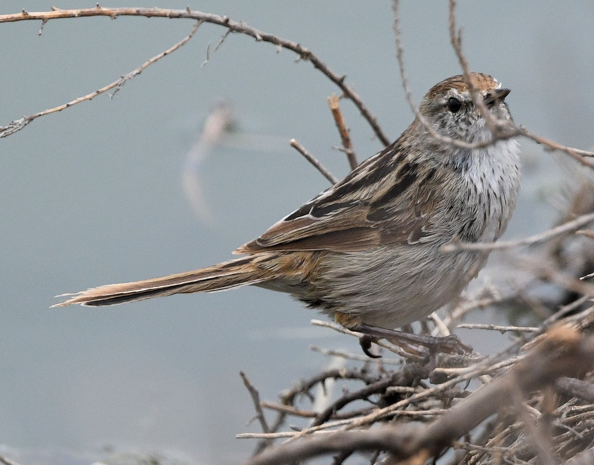 Little Grassbird at the Ponds – Ausemade
