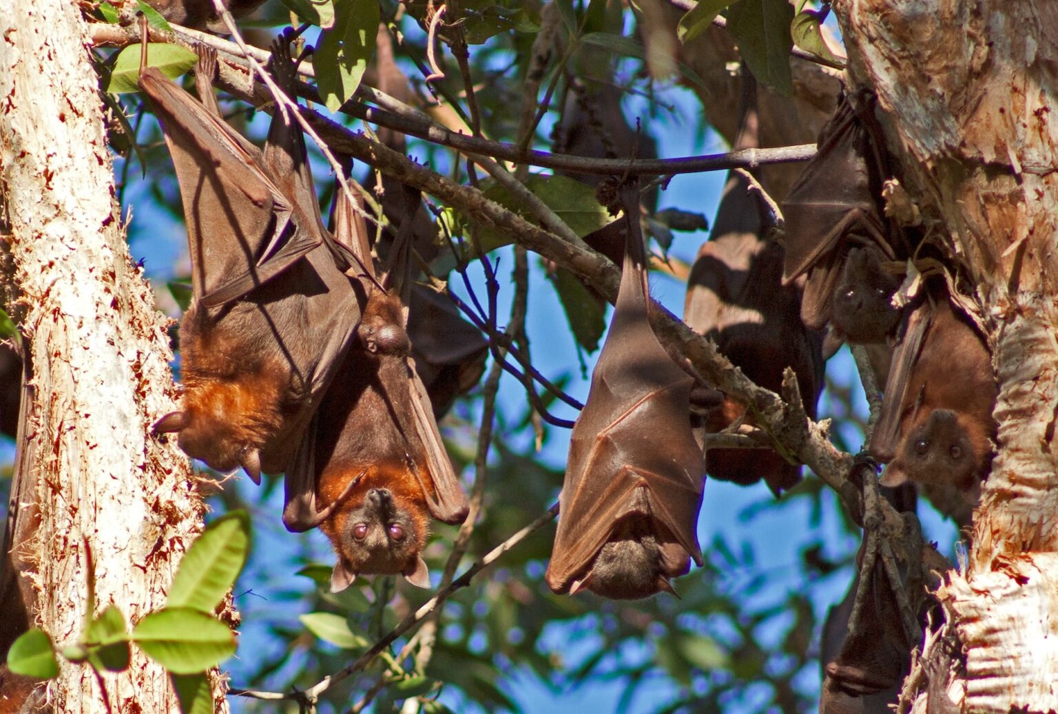 Little Red Flying-Fox (Pteropus scapulatus) – Ausemade