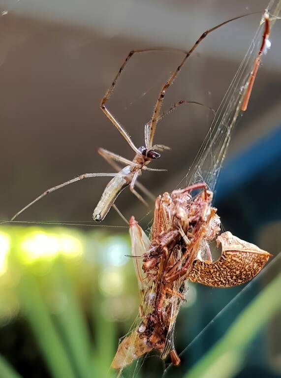 Long Jawed Spider (Tetragnatha sp) – Ausemade