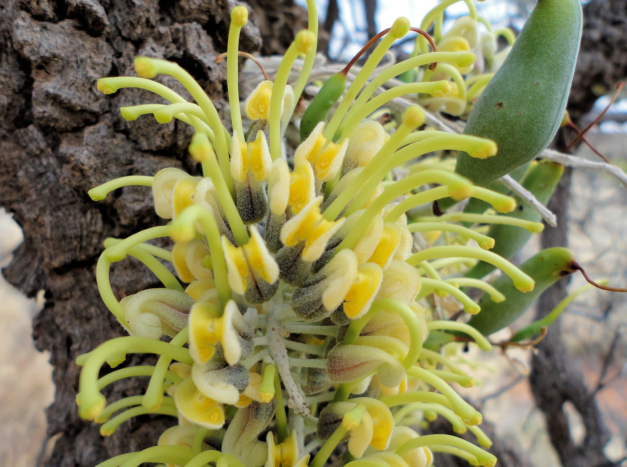 Hakea lorea (Long-leaved Corkwood) – Ausemade