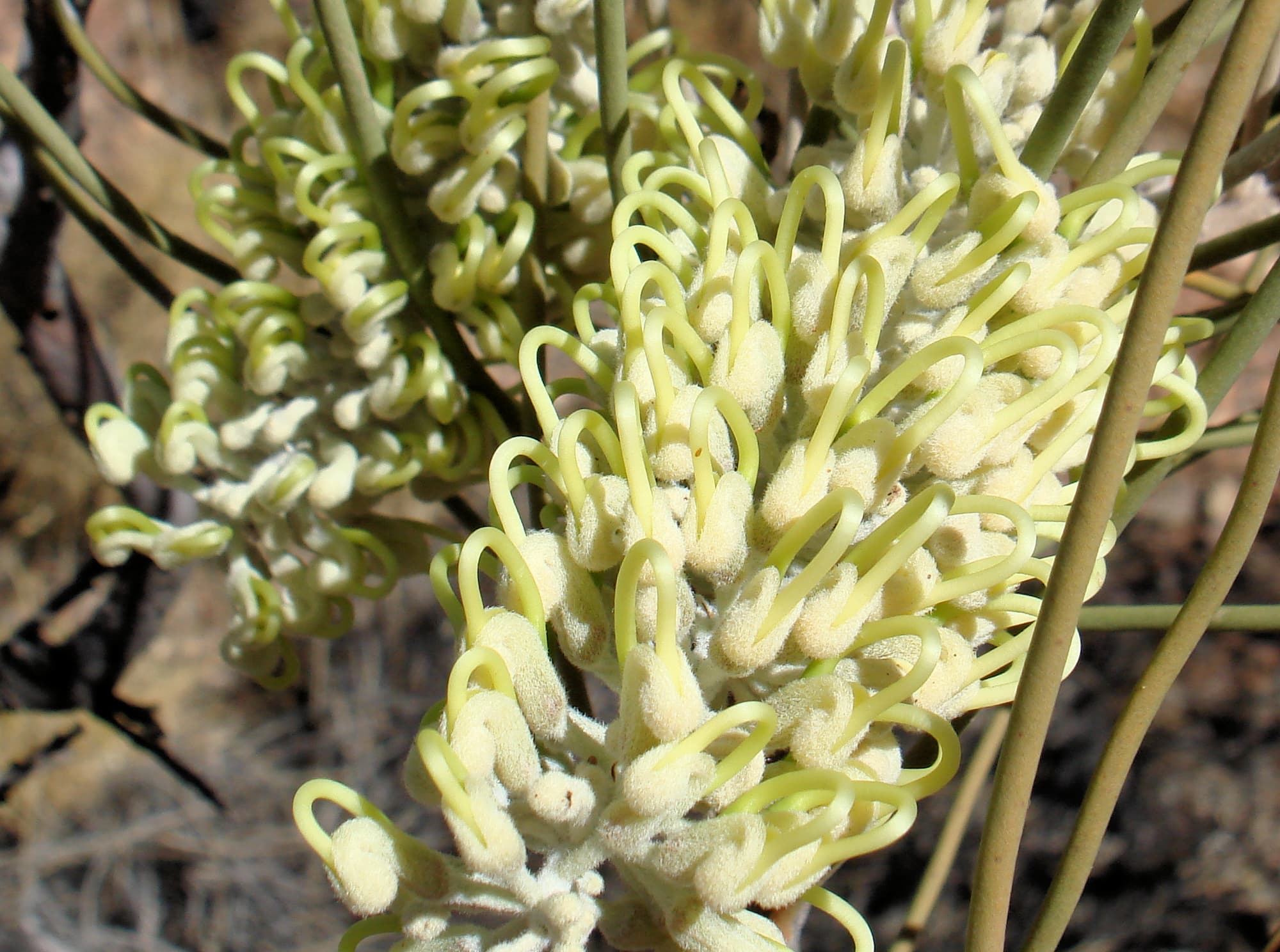 Long-leaved Corkwood – Ausemade