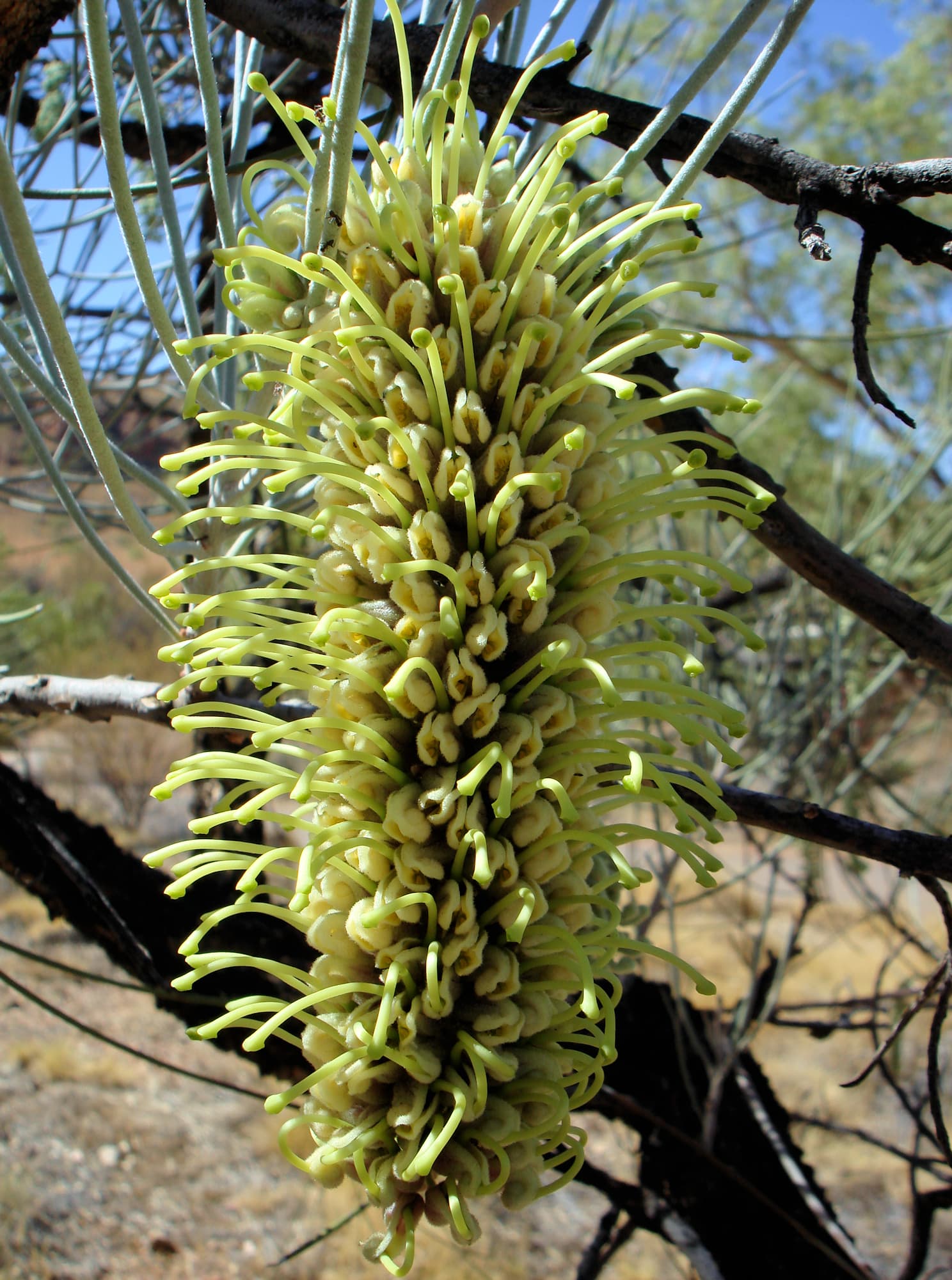 Long-leaved Corkwood – Ausemade