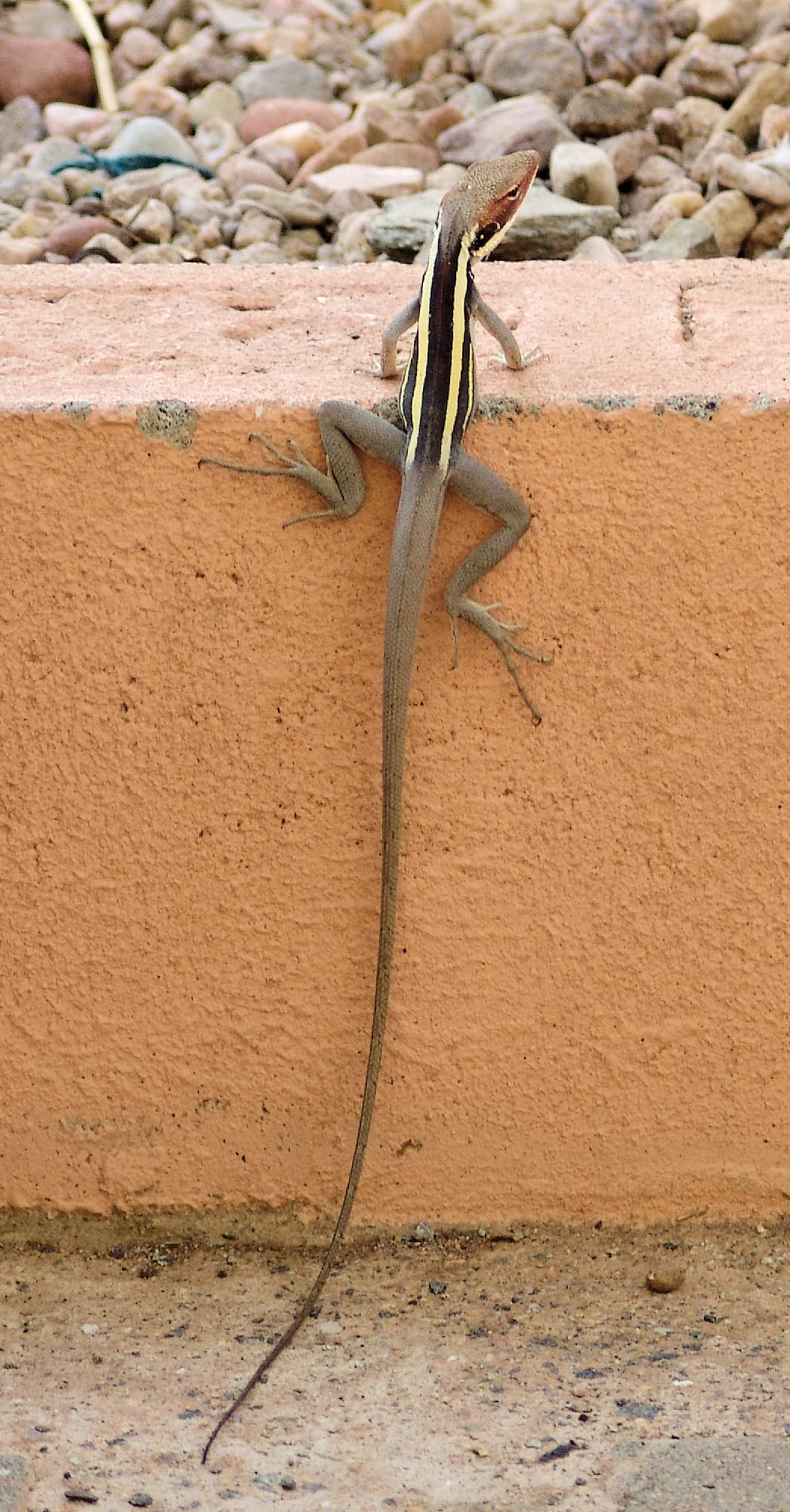 Long-nosed Dragon – Ausemade