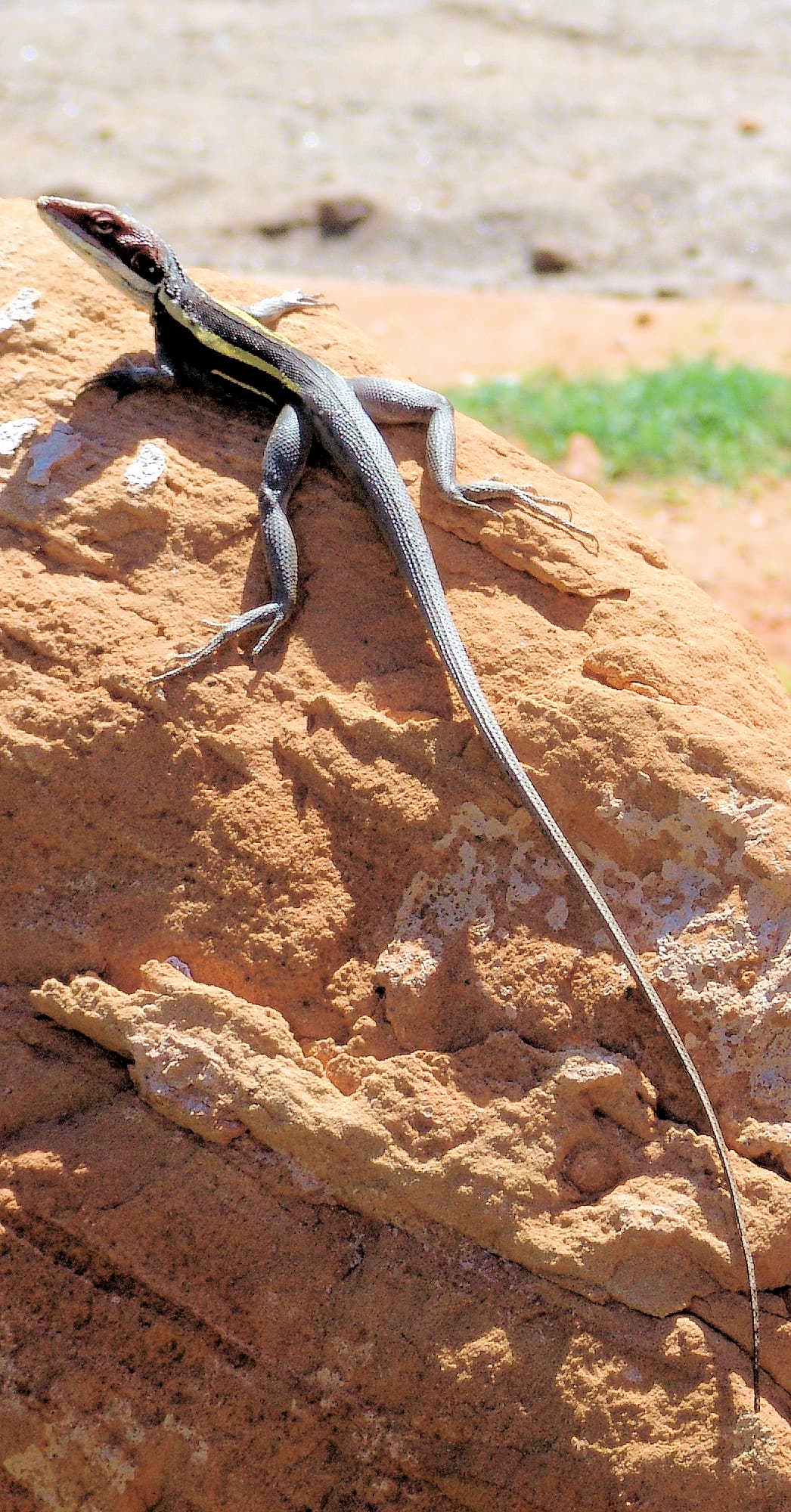 Long-nose Dragon – Ausemade