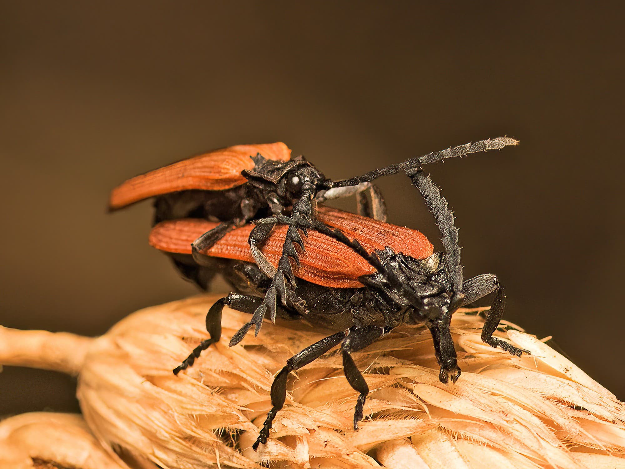 Lycidae – Ausemade
