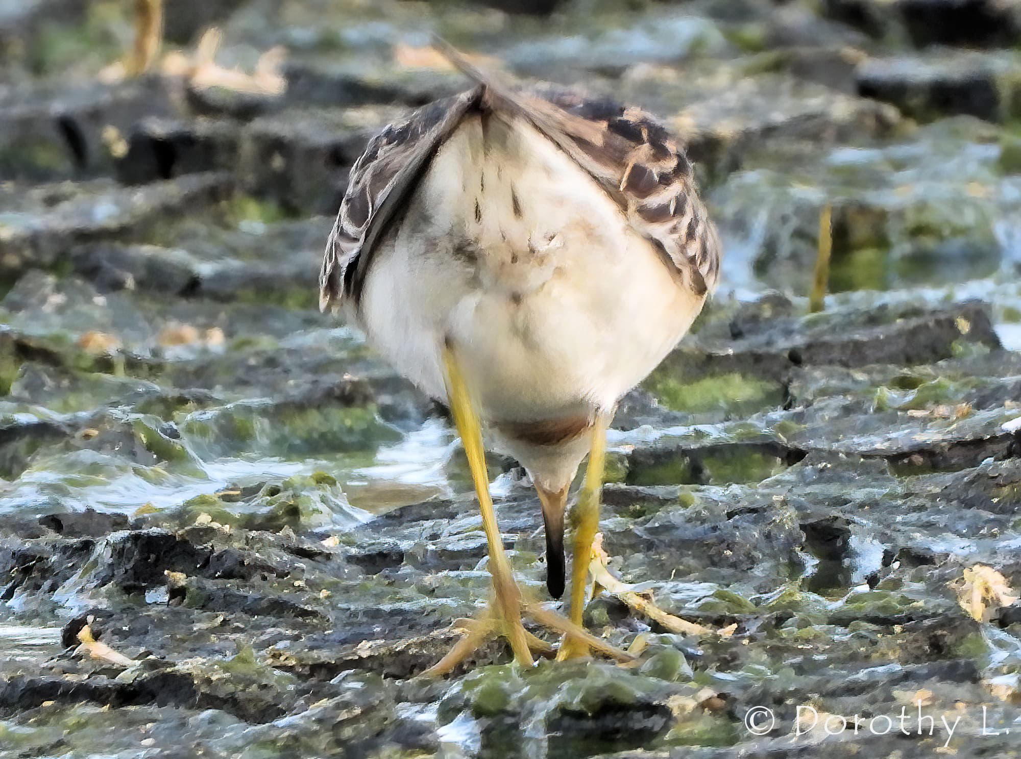 Long-toed Stint – Ausemade