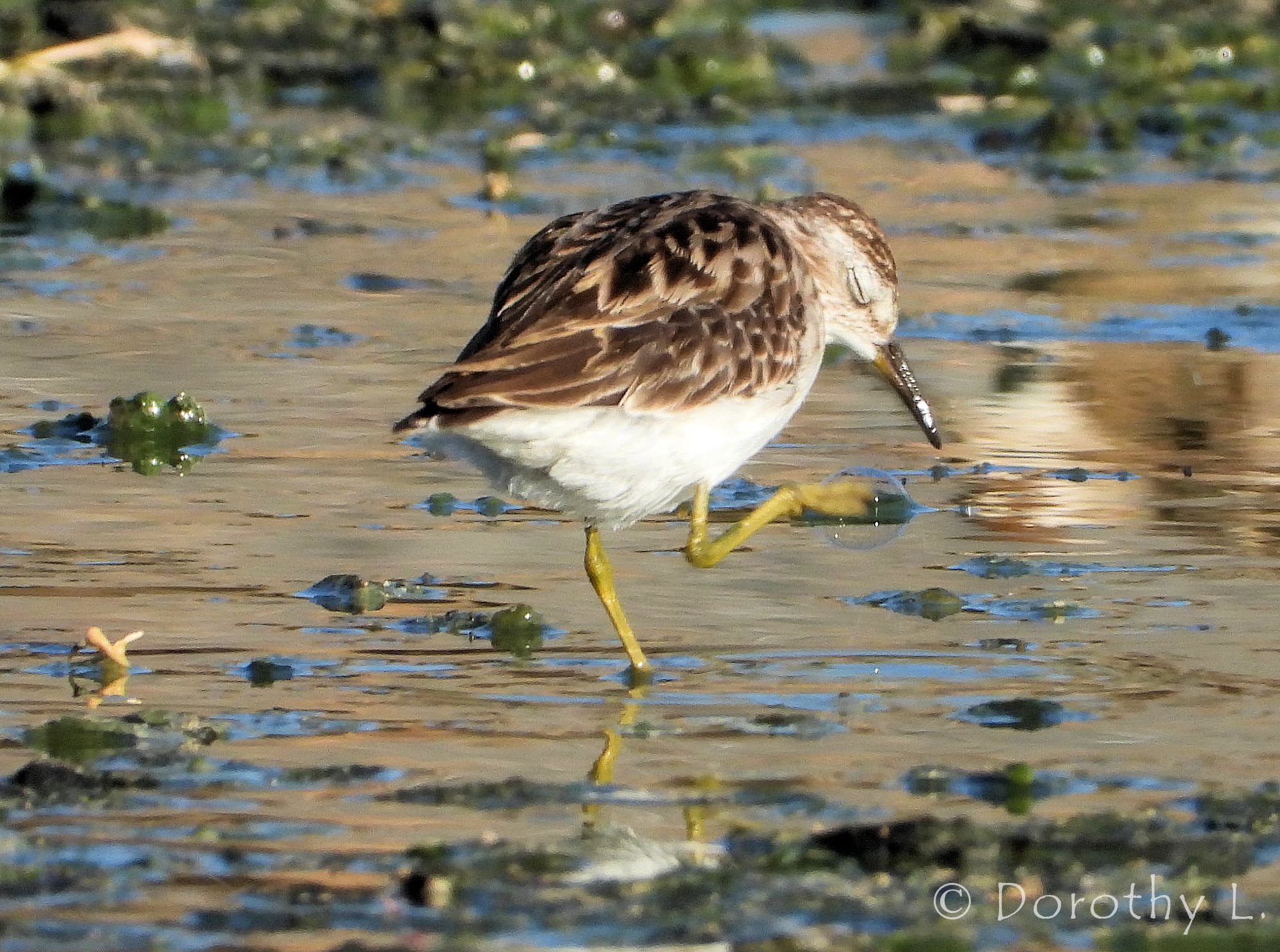 Long-toed Stint – Ausemade