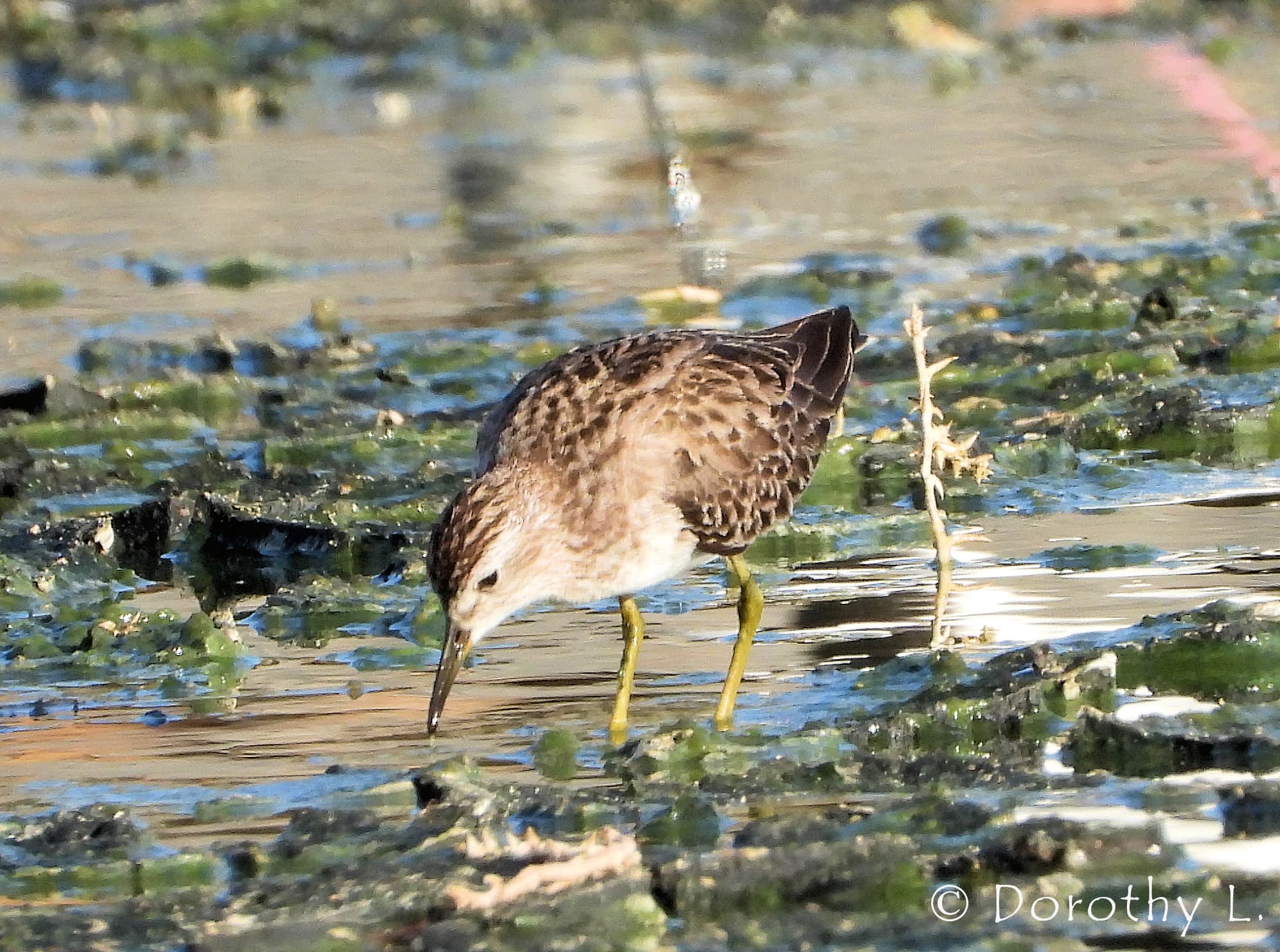 Long-toed Stint – Ausemade