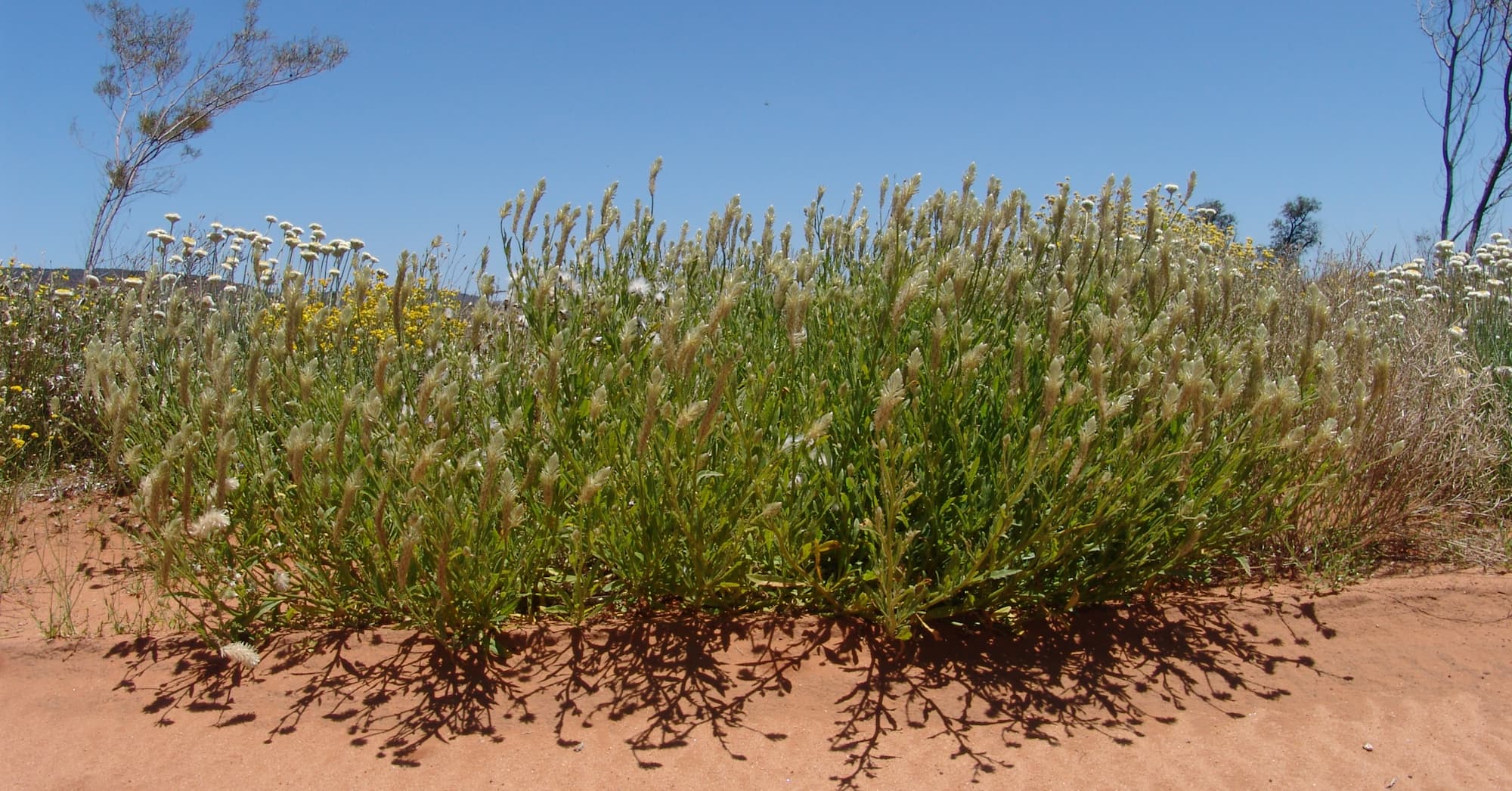 Longtail (Ptilotus polystachyus) – Ausemade