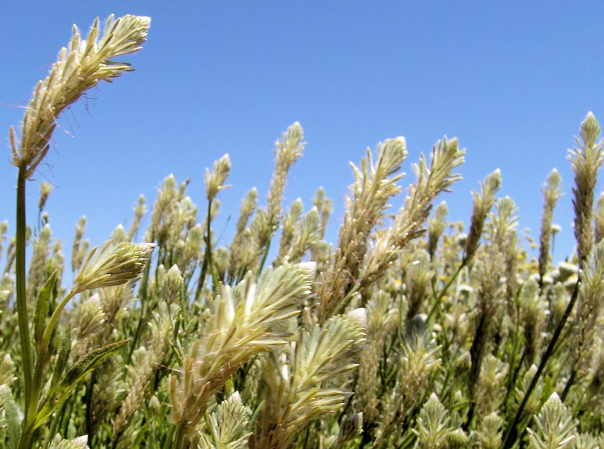 Longtail (Ptilotus polystachyus) – Ausemade