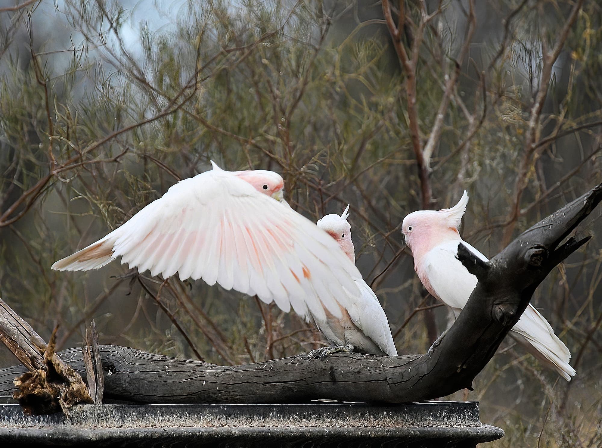Pink Cockatoo (Lophochroa leadbeateri) – Ausemade