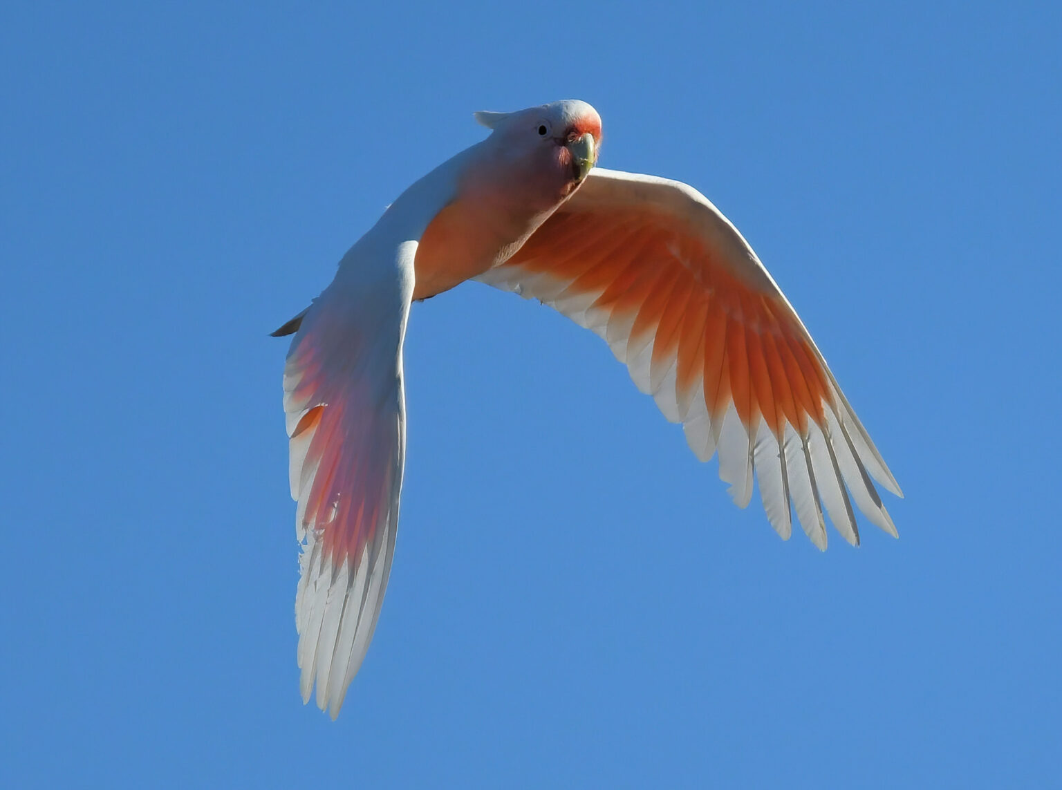 Pink Cockatoo (Lophochroa leadbeateri) – Ausemade