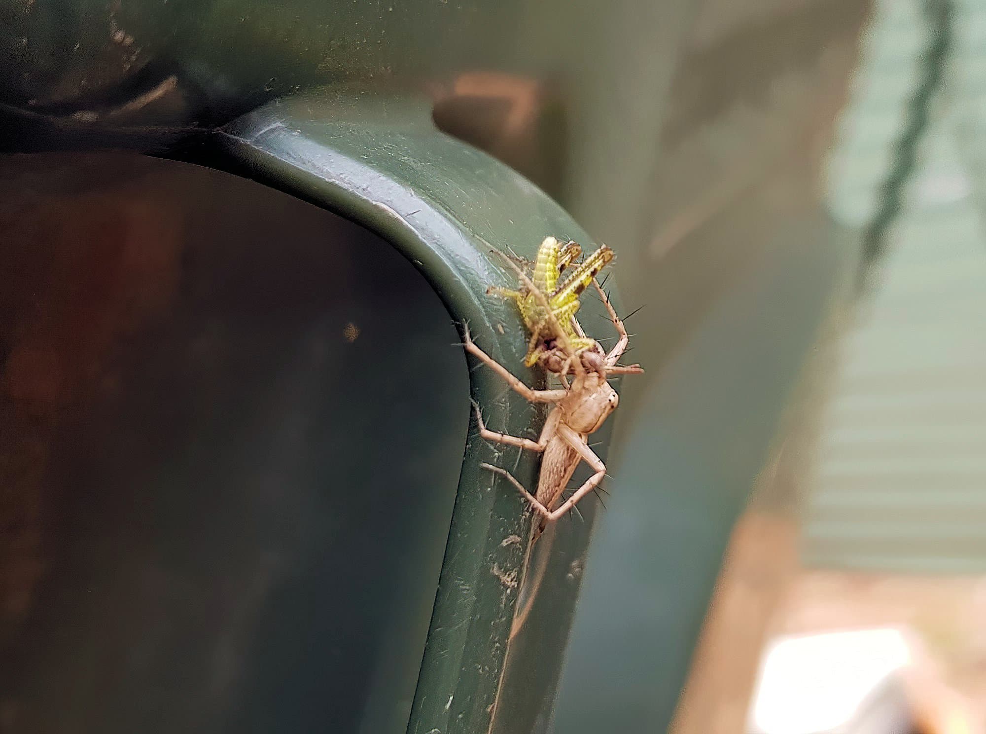 Lynx Spider (Oxyopidae) – Ausemade