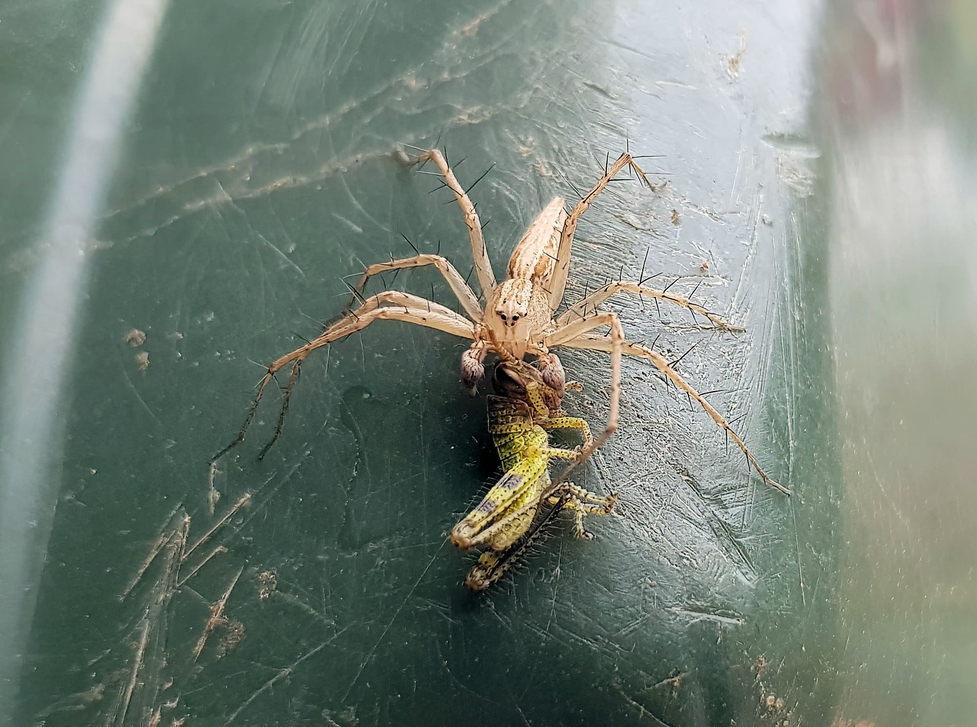 Lynx Spider (Oxyopidae) – Ausemade