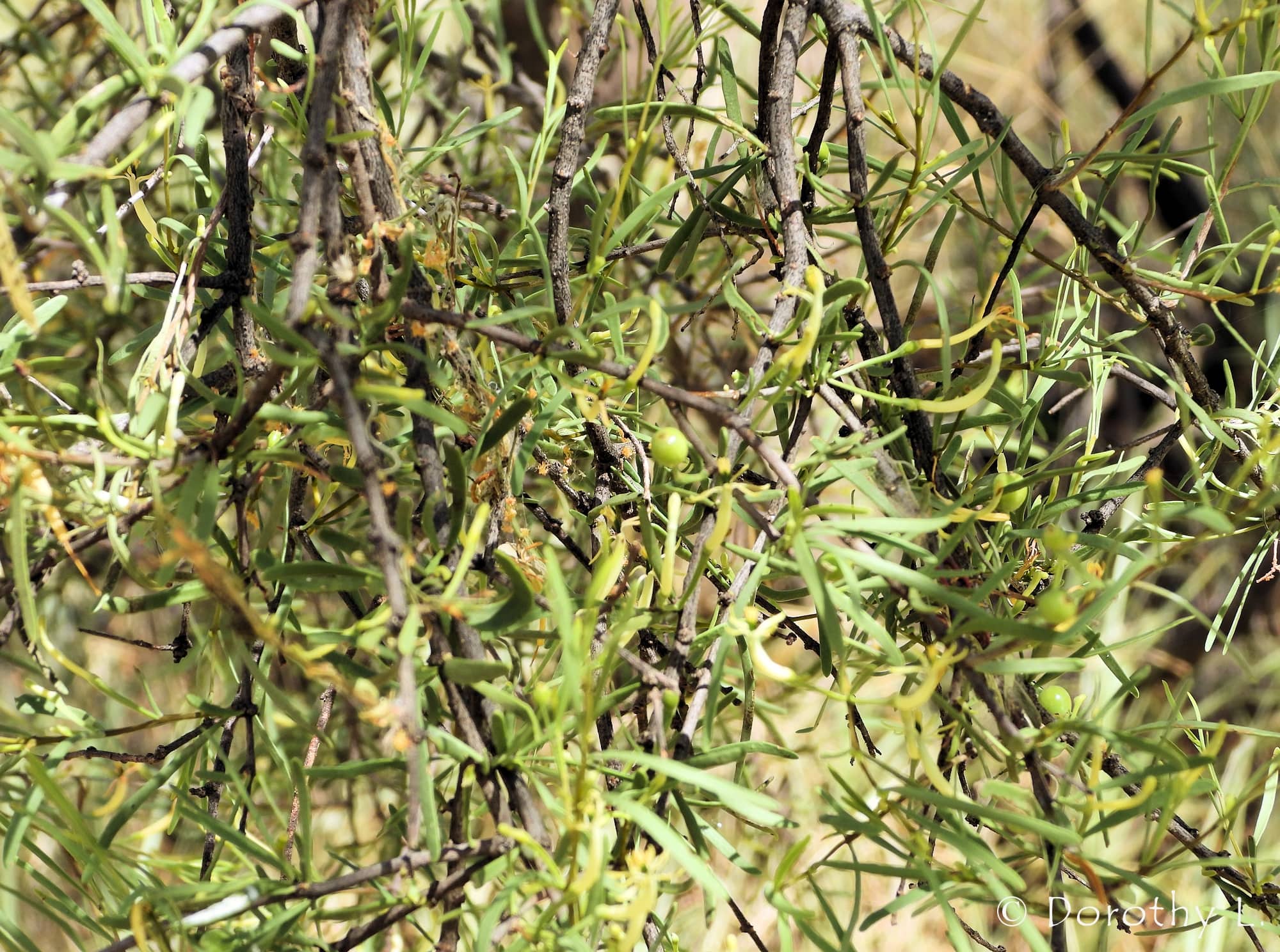Yellow Form Harlequin Mistletoe at Kunoth Bore – Ausemade