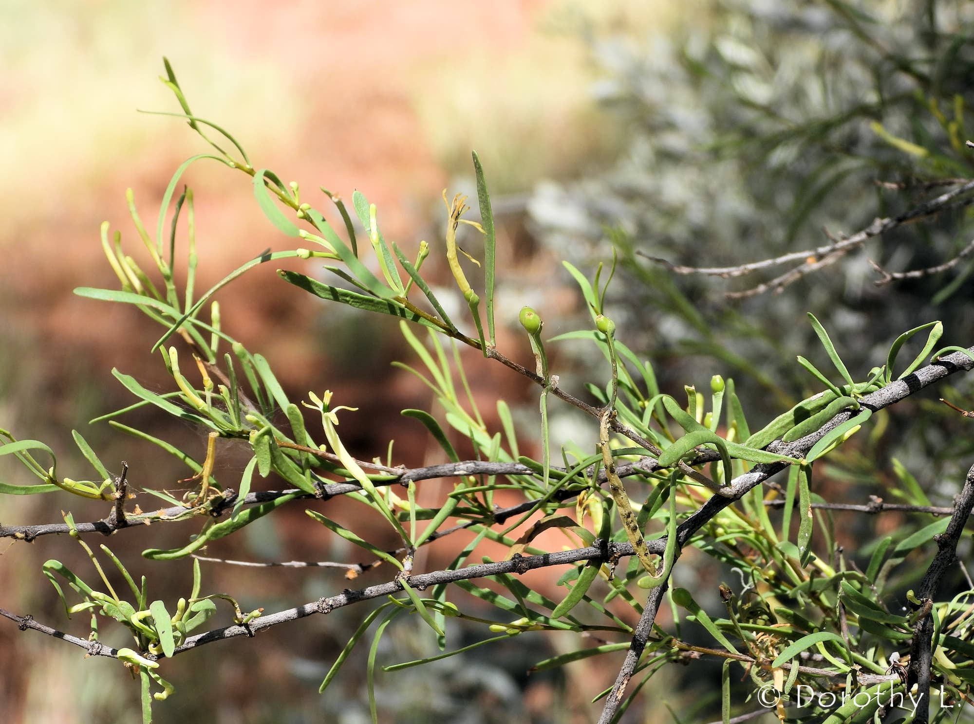 Yellow Form Harlequin Mistletoe at Kunoth Bore – Ausemade