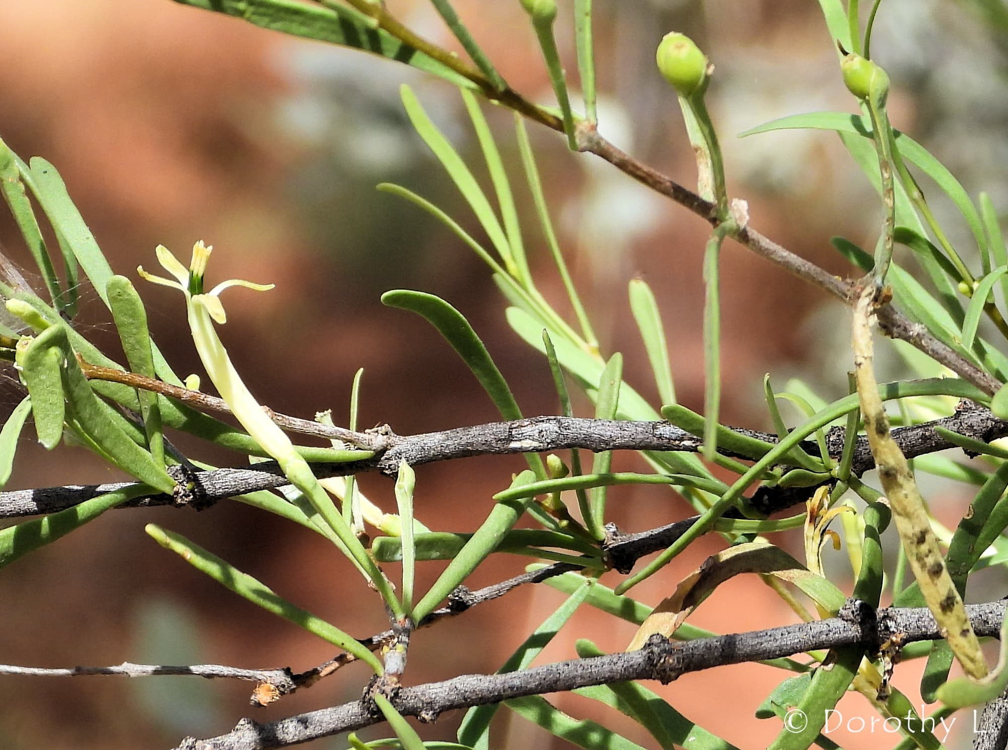 Yellow Form Harlequin Mistletoe at Kunoth Bore – Ausemade