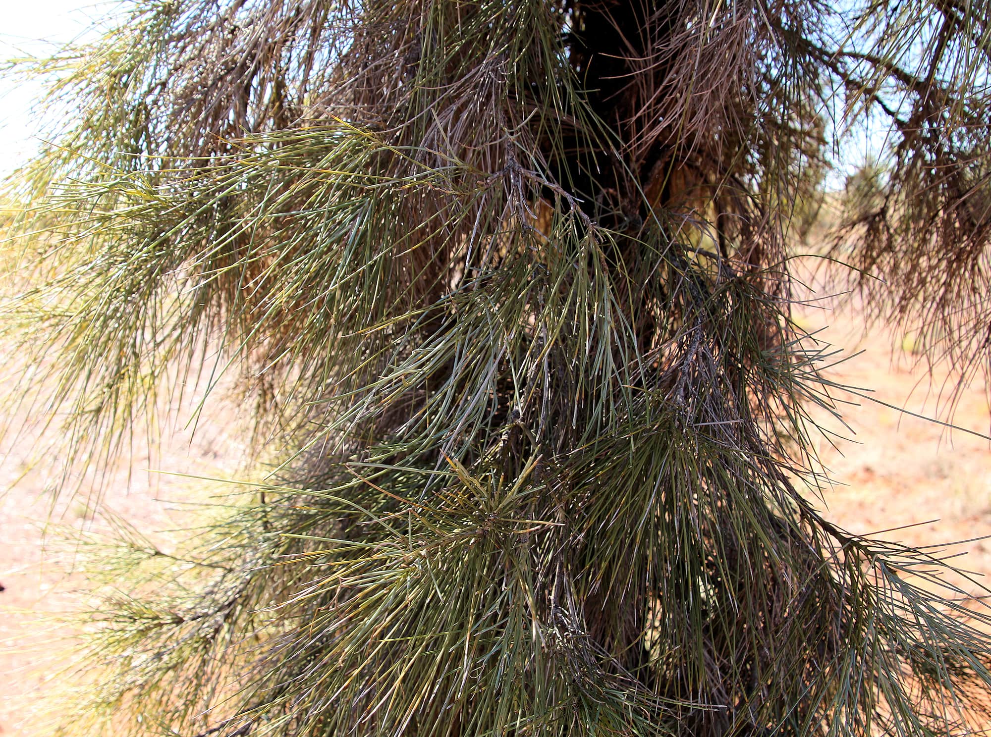 Waddy-wood – Ausemade