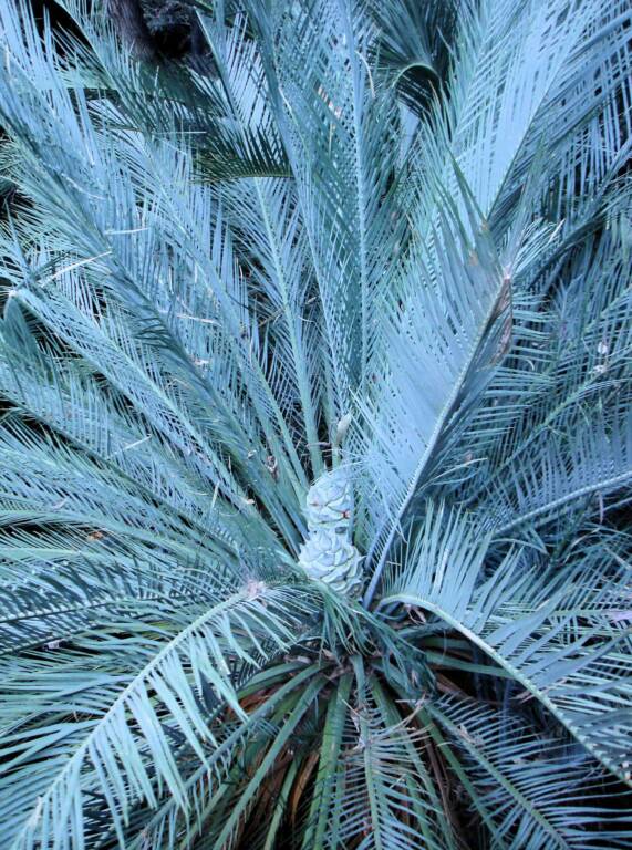 Flora of Watarrka National Park – Ausemade