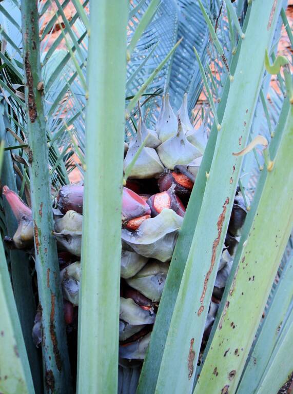 MacDonnell Ranges Cycad – Ausemade