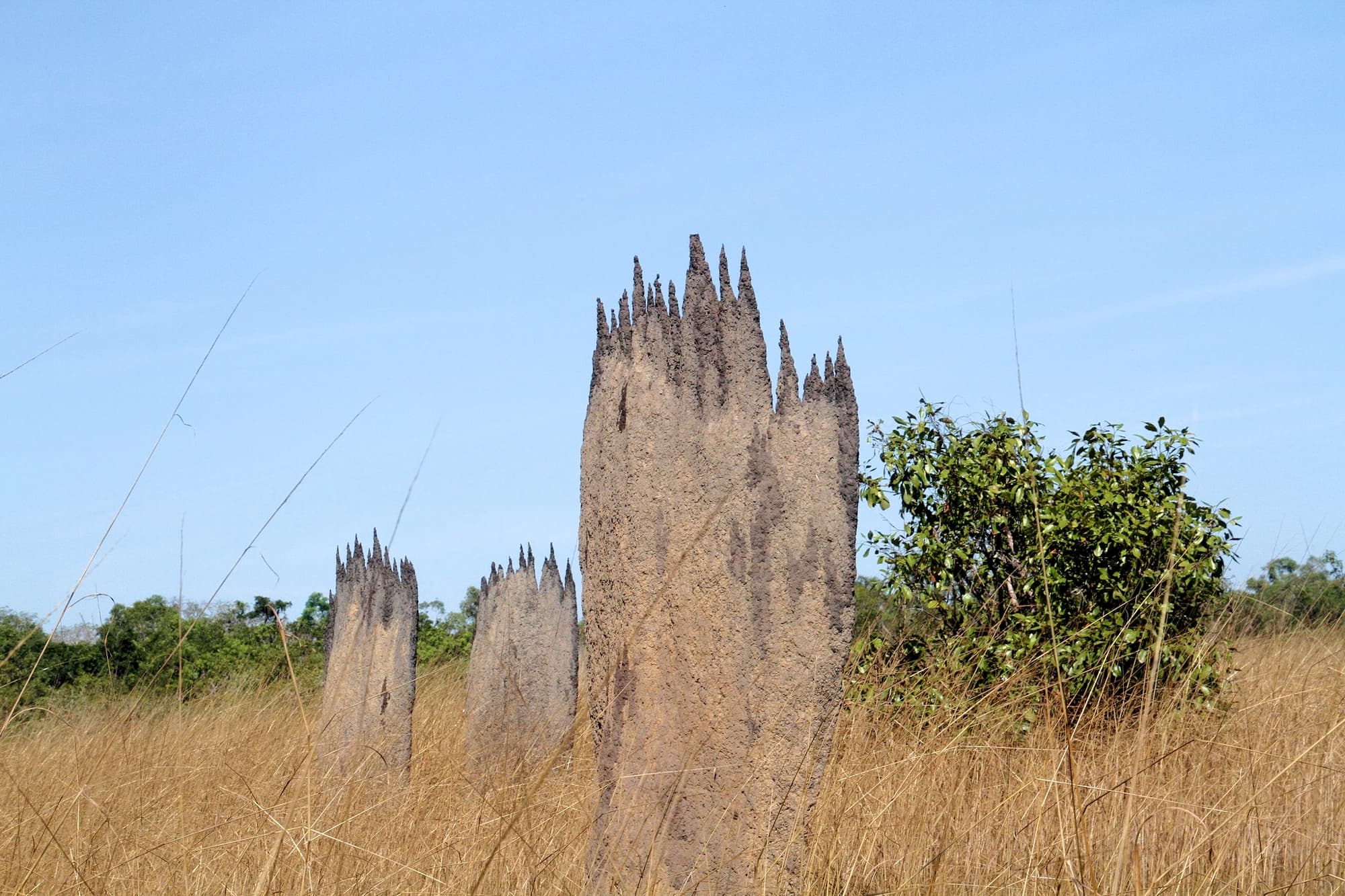 Amitermes meridionalis – Ausemade